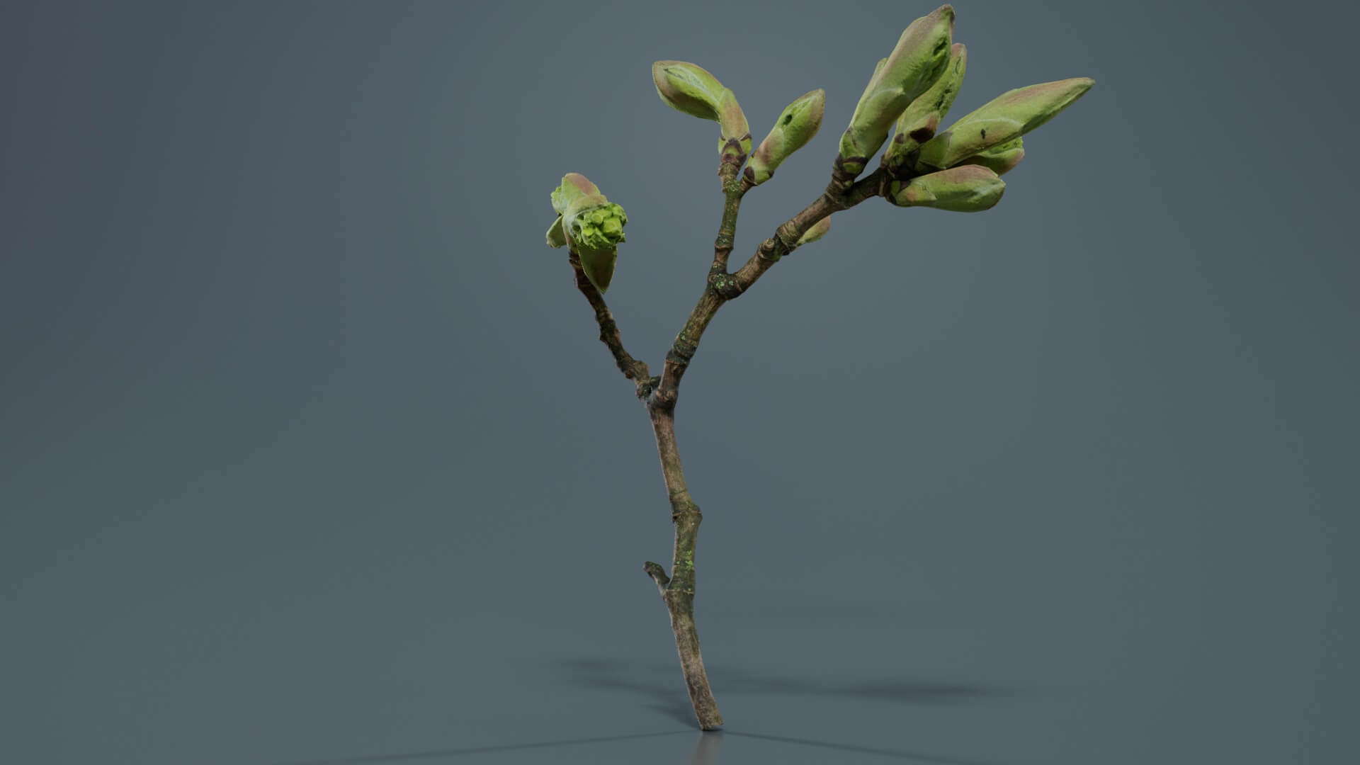 Acer Opalus Mill Italian Maple Sapindaceae Sprout - 3D Model by ...