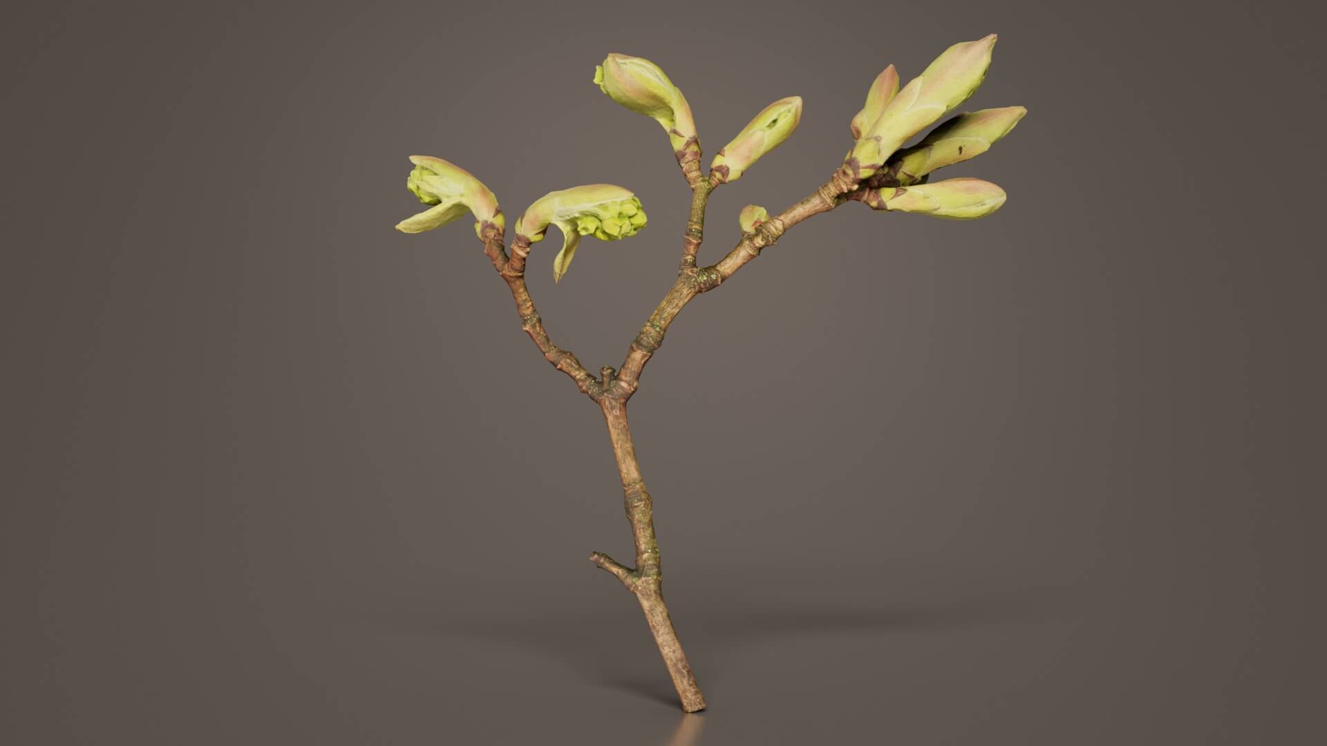 Acer Opalus Mill Italian Maple Sapindaceae Sprout - 3D Model by ...