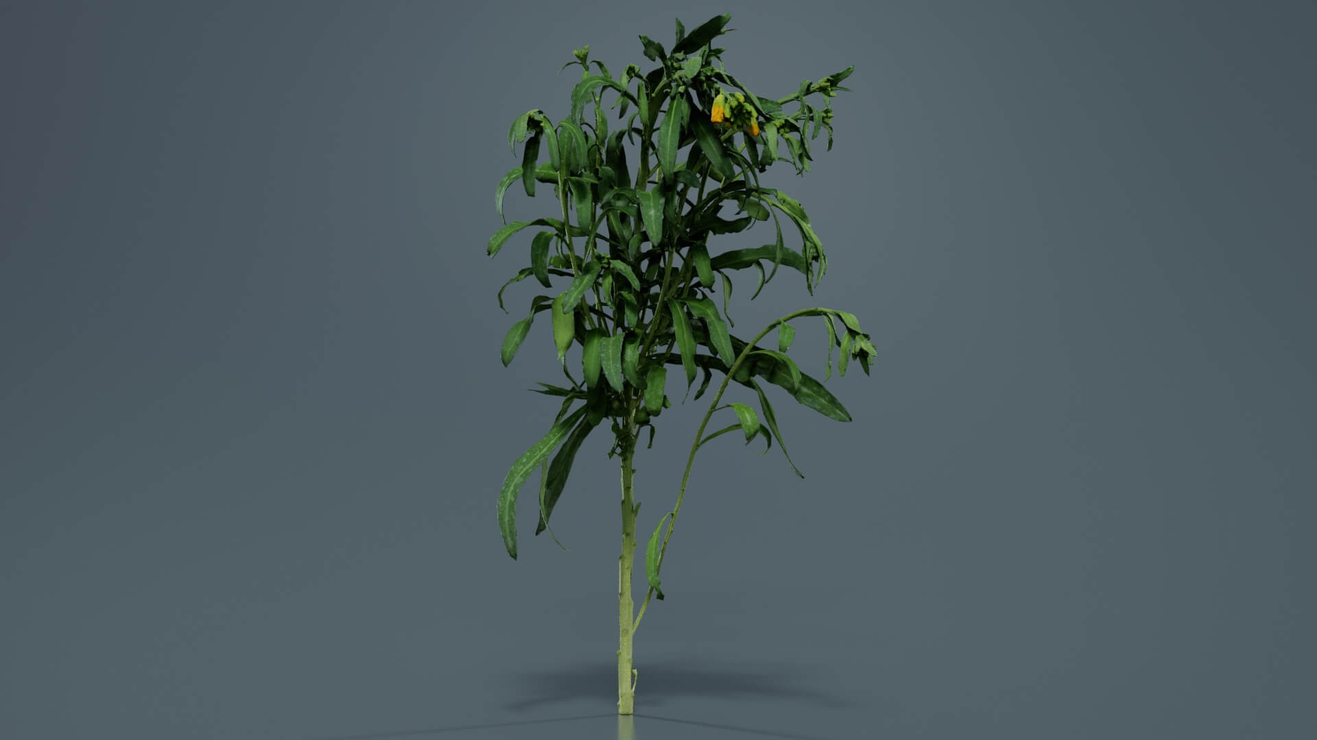 Aegean Garden Wallflower Erysimum Cheiri - 3D Model by Polygonal Miniatures