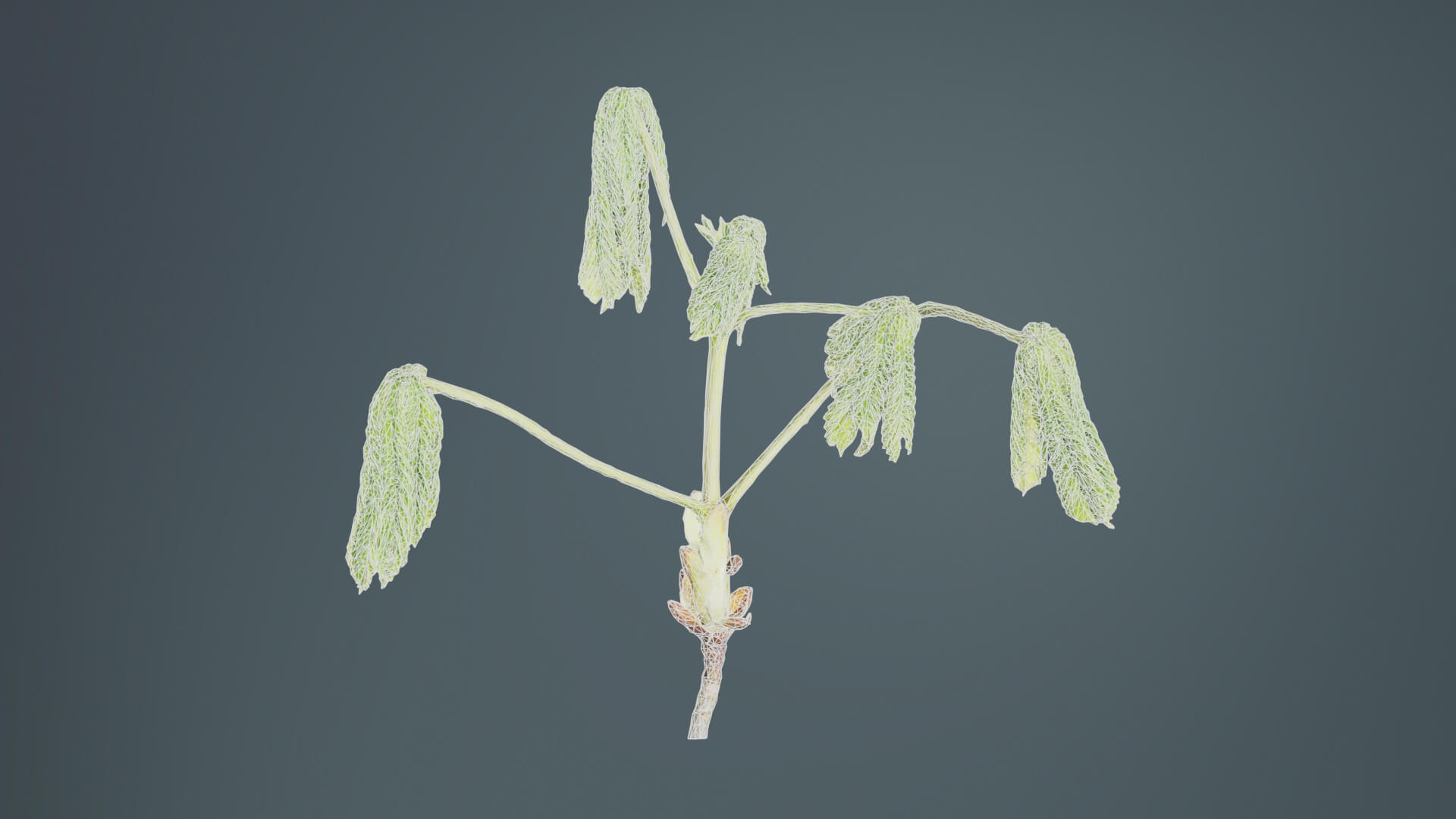 Aesculus Hippocastanum Common Horse Chestnut Sapindaceae Sprout 1 - 3D ...