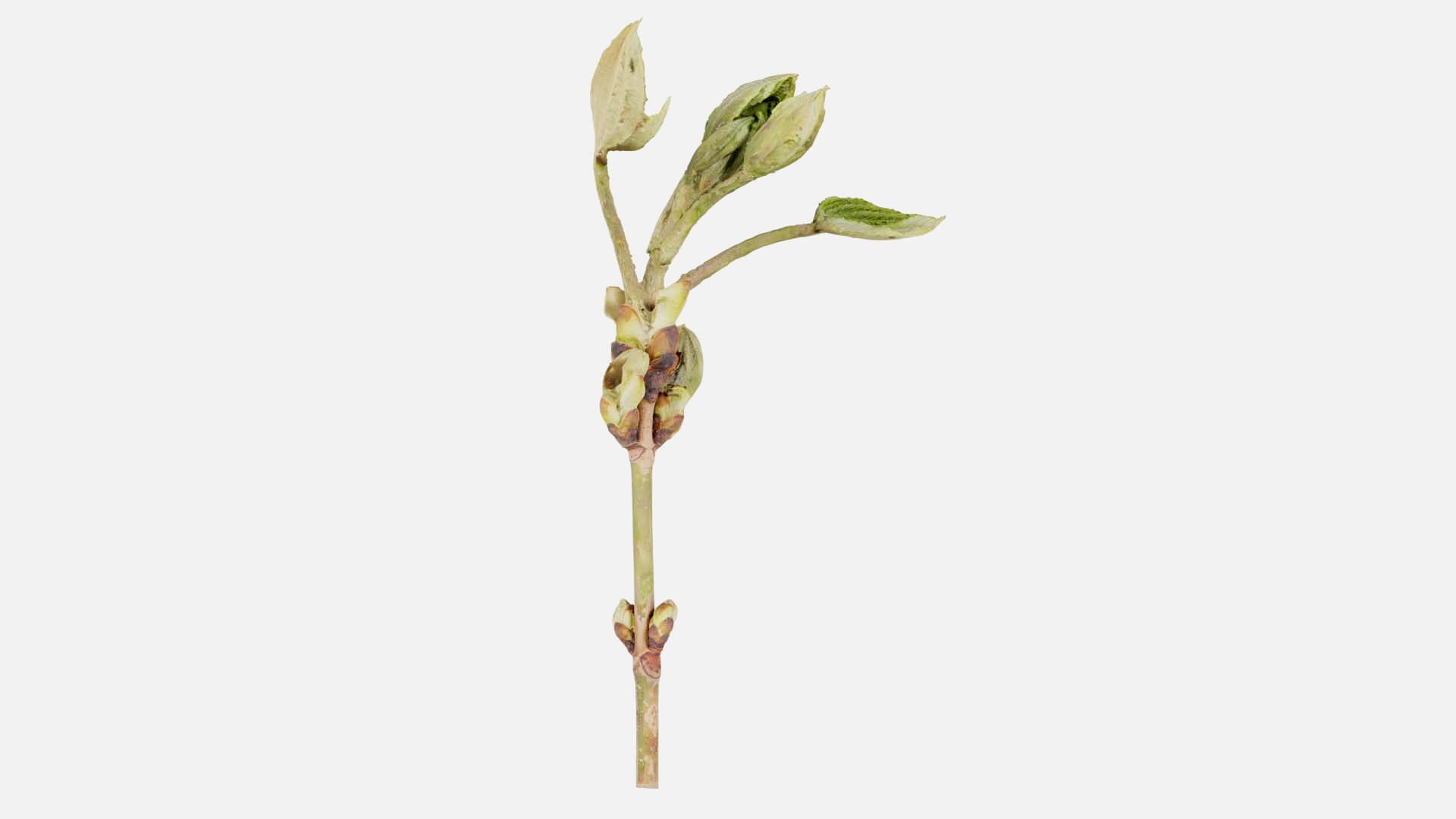Aesculus Hippocastanum Common Horse Chestnut Sapindaceae Sprout 2 - 3D ...