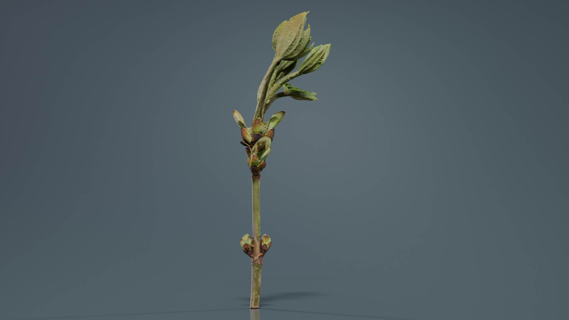 Aesculus Hippocastanum Common Horse Chestnut Sapindaceae Sprout 2 - 3D ...