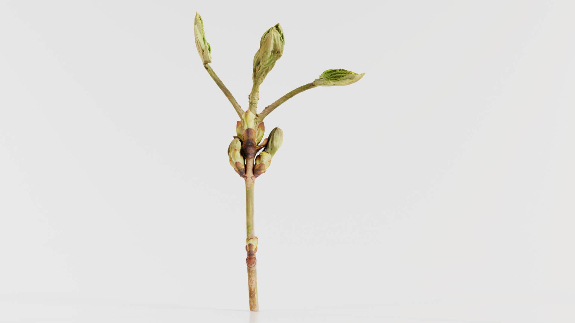 Aesculus Hippocastanum Common Horse Chestnut Sapindaceae Sprout 2 - 3D ...