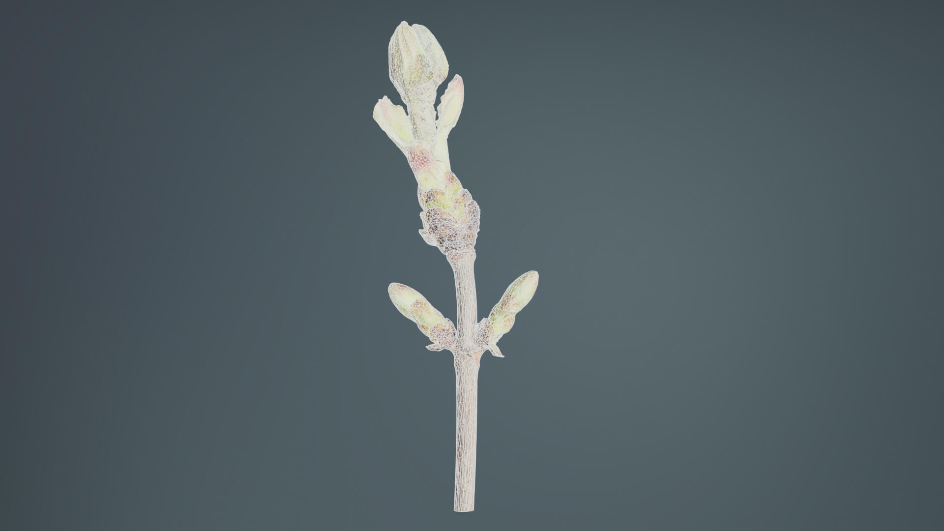 Aesculus Hippocastanum Common Horse Chestnut Sapindaceae Sprout 3 - 3D ...