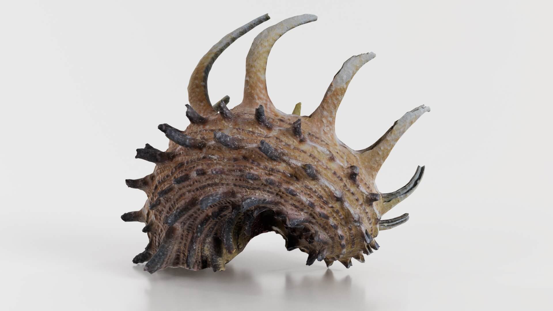 Angaria Delphinus Melanacantha - 3D Model by Polygonal Miniatures