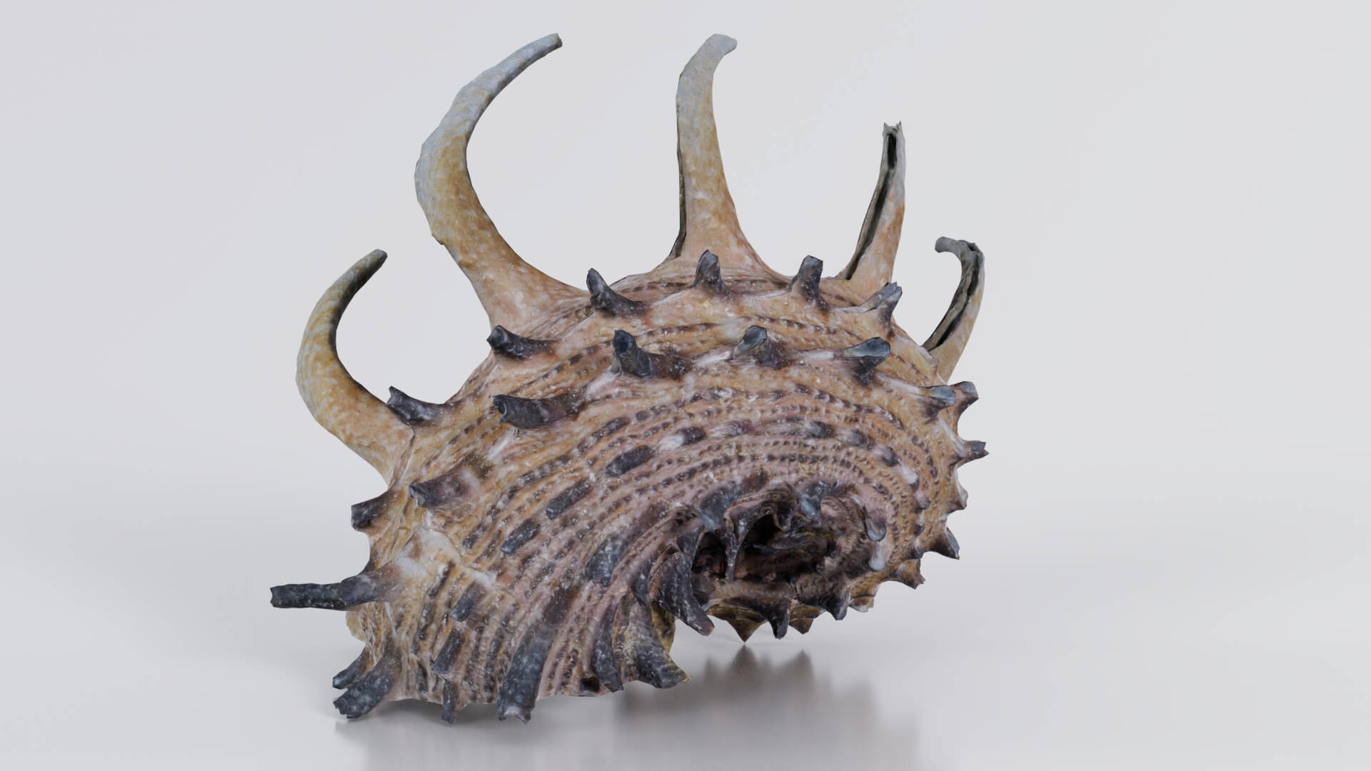 Angaria Delphinus Melanacantha - 3D Model by Polygonal Miniatures