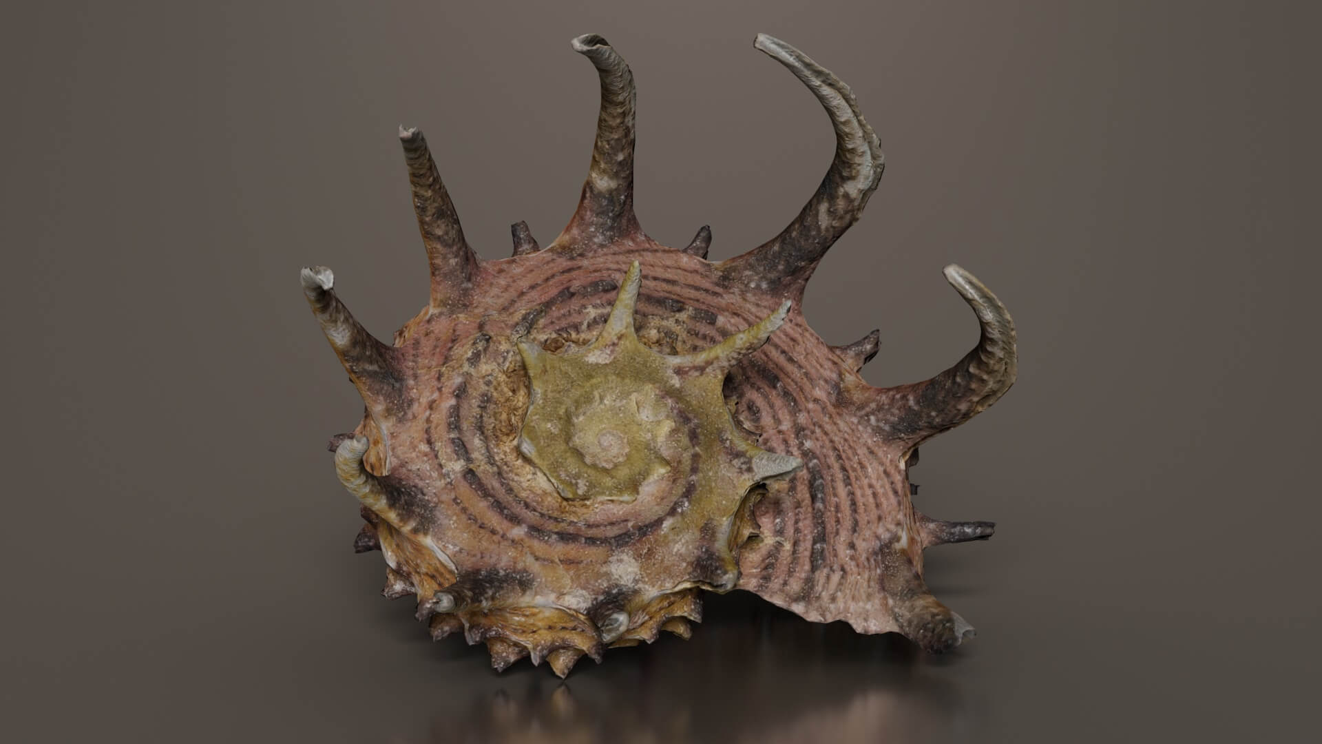 Angaria Delphinus Melanacantha - 3D Model by Polygonal Miniatures