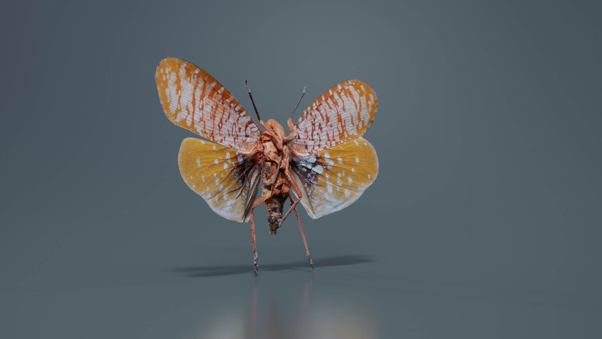 Aphaena Submaculata Cambodia - 3D Model by Polygonal Miniatures