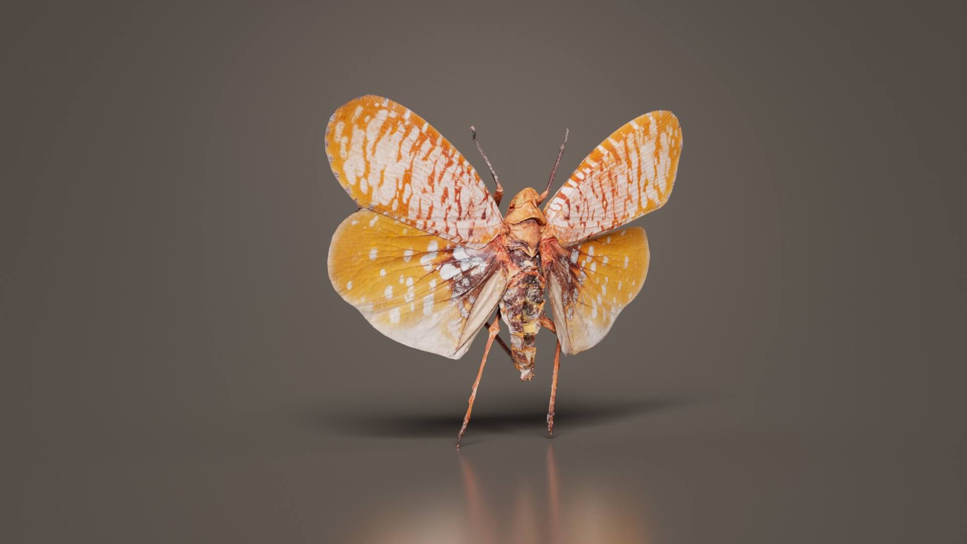 Aphaena Submaculata Cambodia - 3D Model by Polygonal Miniatures