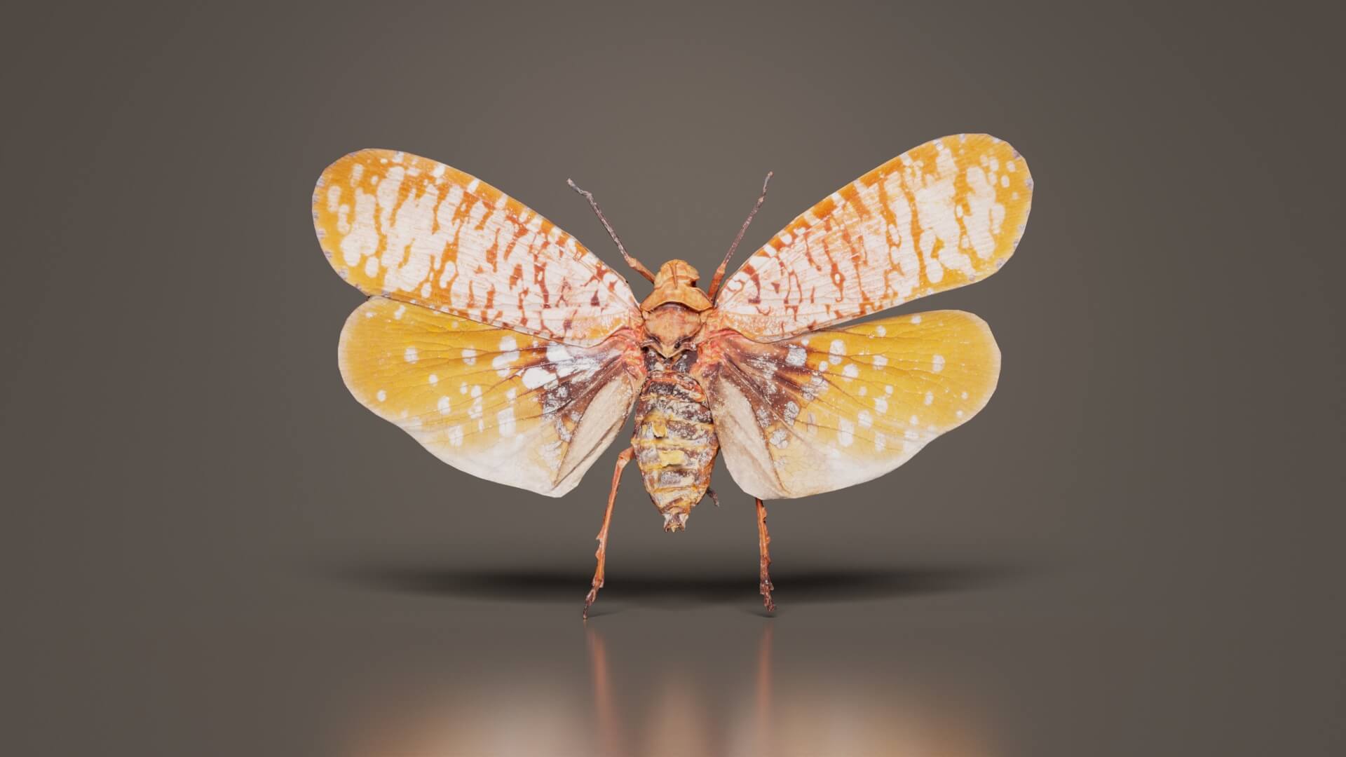 Aphaena Submaculata Cambodia - 3D Model by Polygonal Miniatures