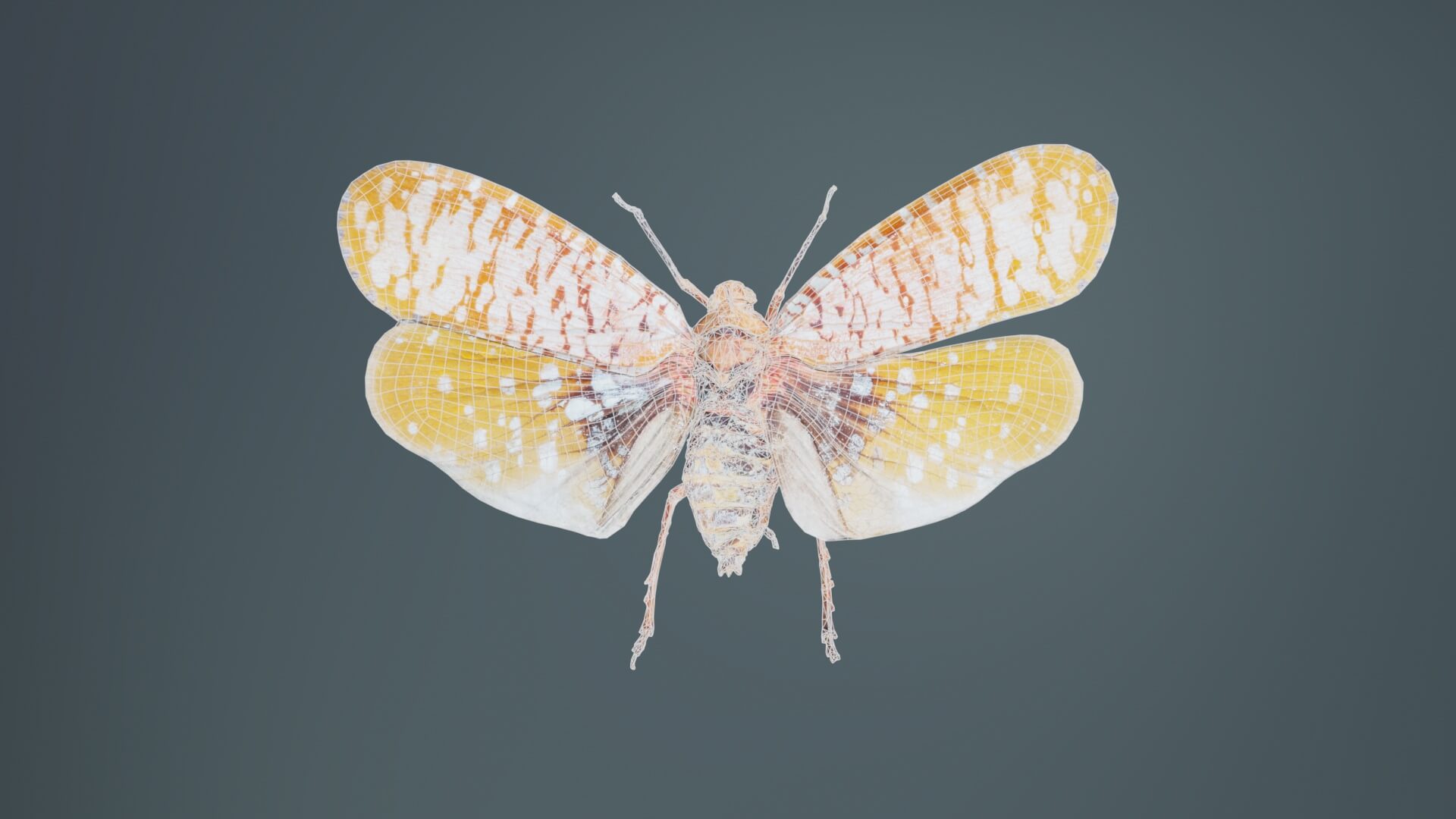 Aphaena Submaculata Cambodia - 3D Model by Polygonal Miniatures