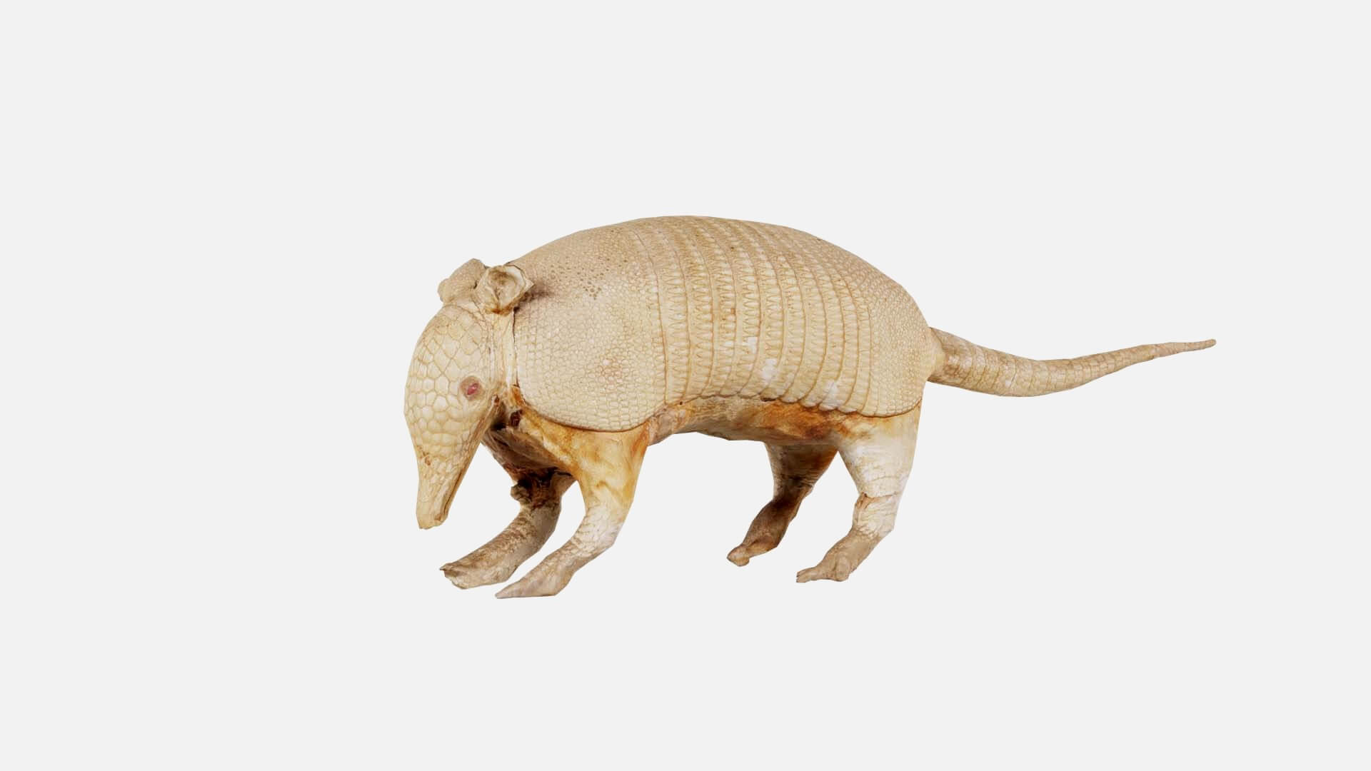 Armadillo Cingulata Xenarthra - 3D Model by Polygonal Miniatures