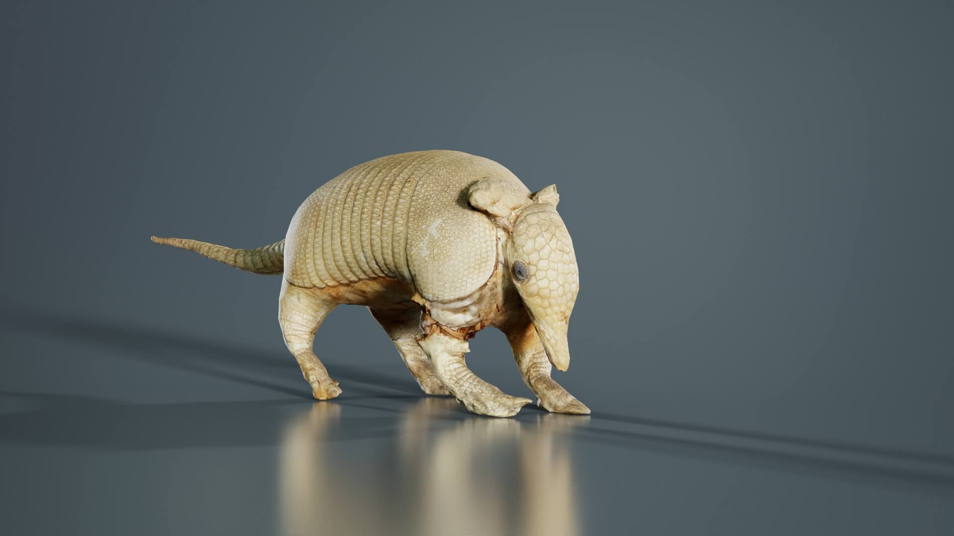 Armadillo Cingulata Xenarthra - 3D Model by Polygonal Miniatures