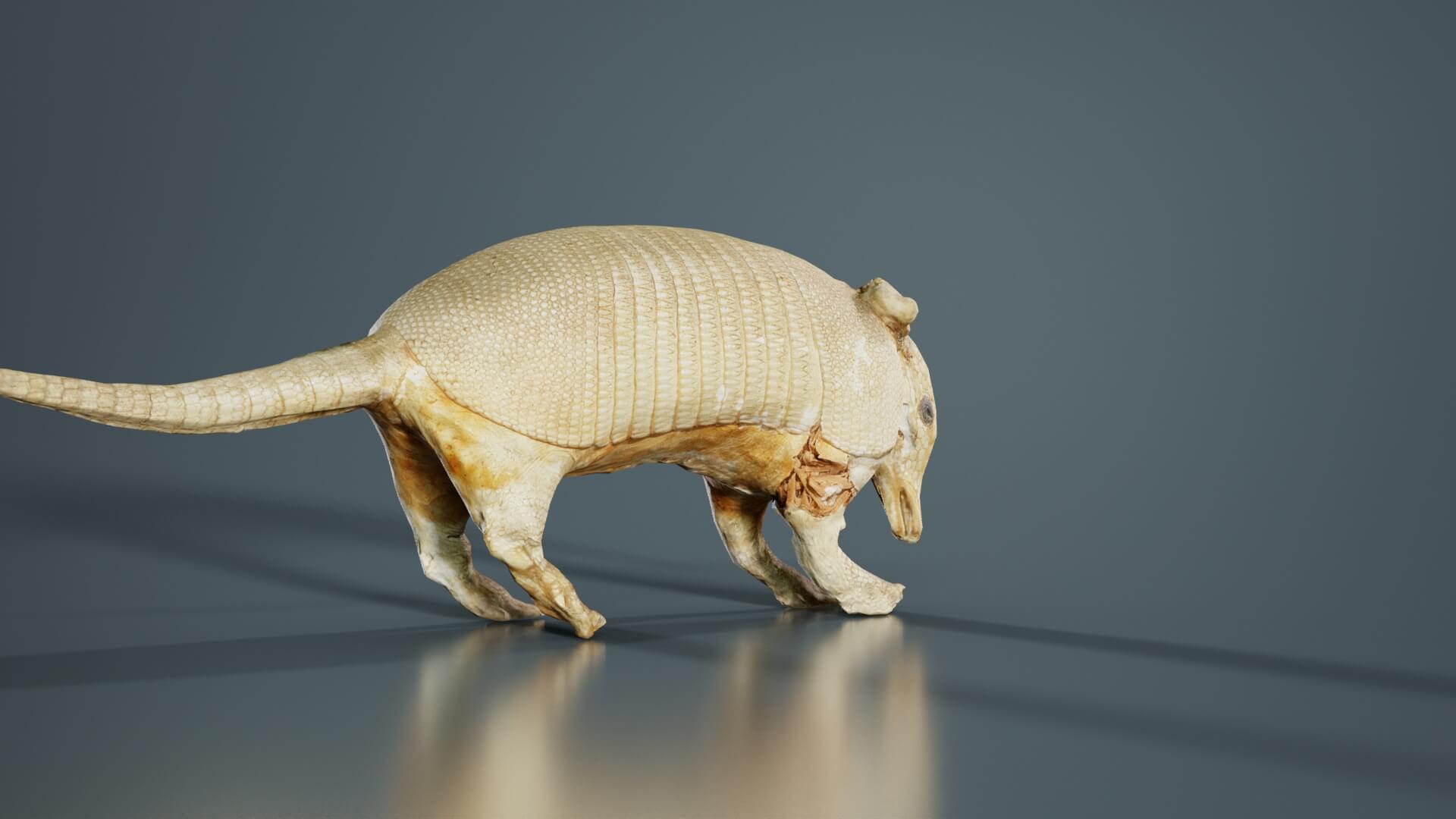 Armadillo Cingulata Xenarthra - 3D Model by Polygonal Miniatures