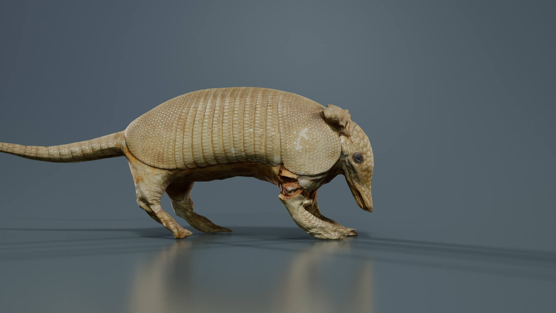 Armadillo Cingulata Xenarthra - 3D Model by Polygonal Miniatures