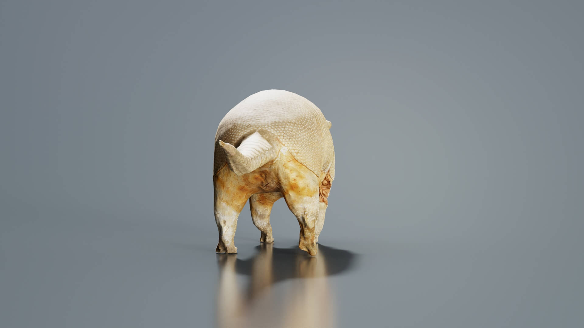 Armadillo Cingulata Xenarthra - 3D Model by Polygonal Miniatures