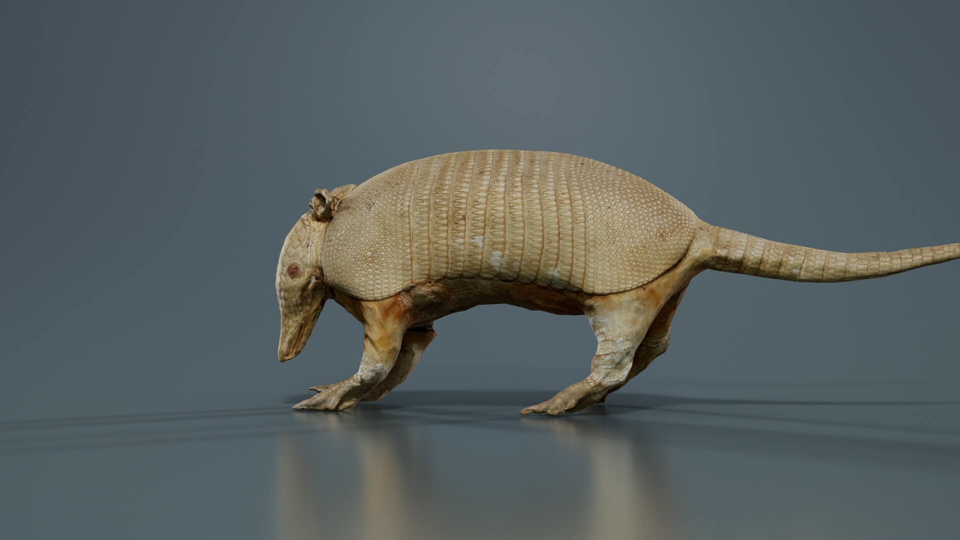 Armadillo Cingulata Xenarthra - 3D Model by Polygonal Miniatures