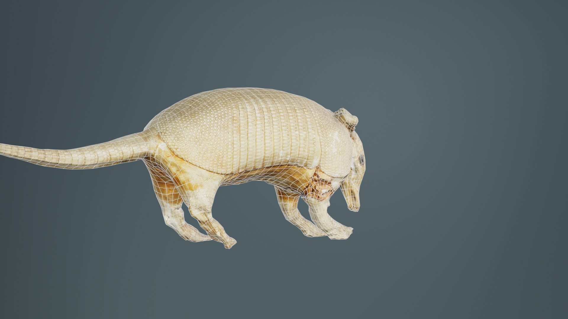 Armadillo Cingulata Xenarthra - 3D Model by Polygonal Miniatures