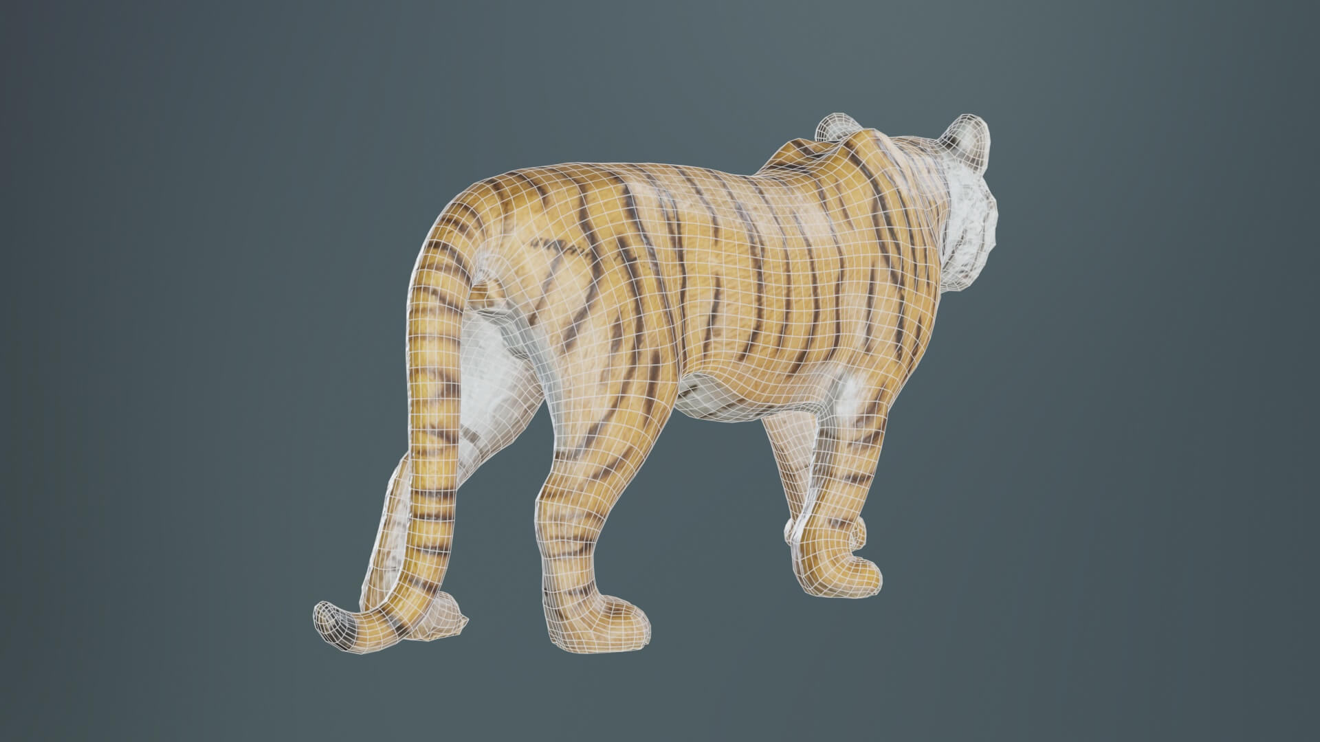 Bengal Tiger - 3D Model by Polygonal Miniatures