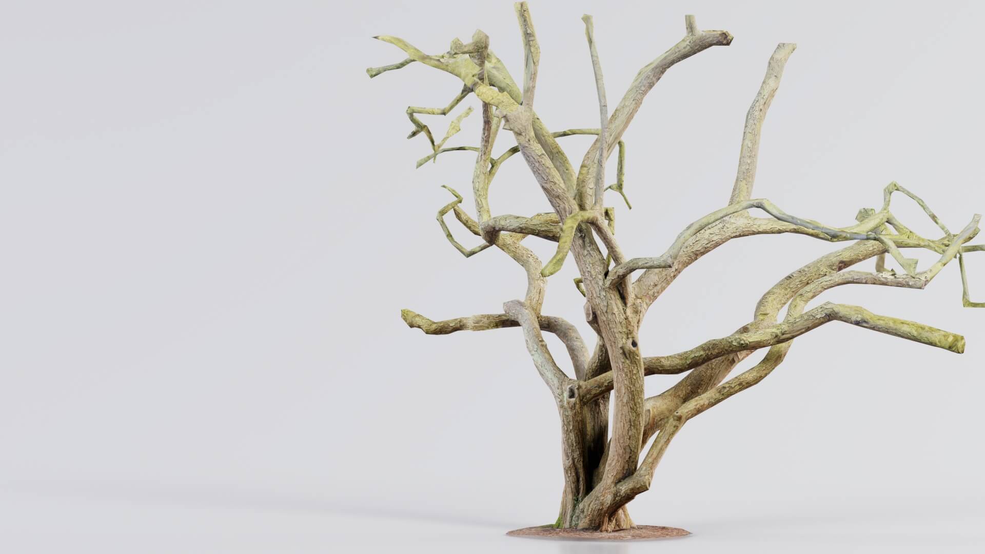 Big Tree Trunk - 3D Model by Polygonal Miniatures