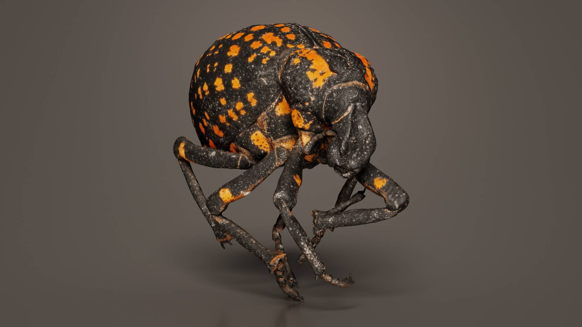Brachycerus Ornatus - 3D Model by Polygonal Miniatures