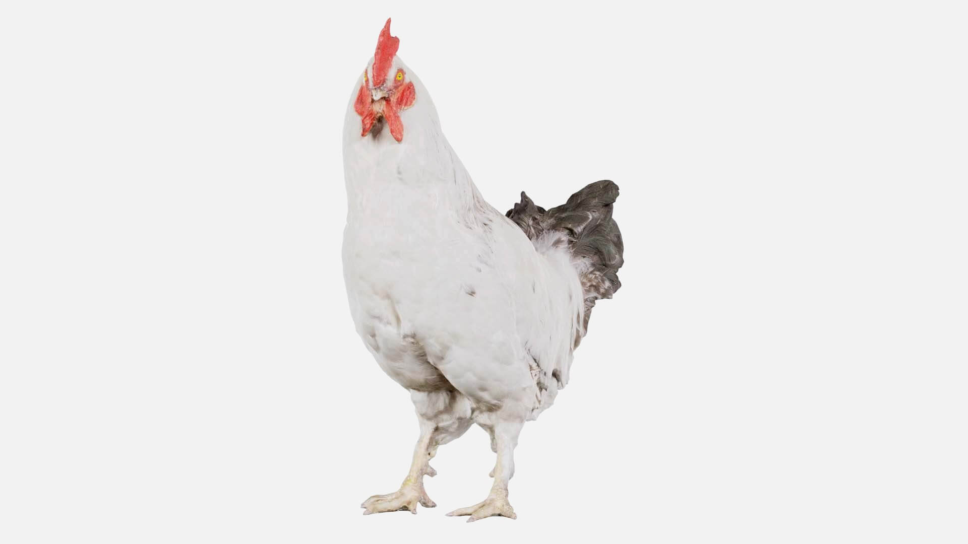 Brahma Rooster - 3D Model by Polygonal Miniatures