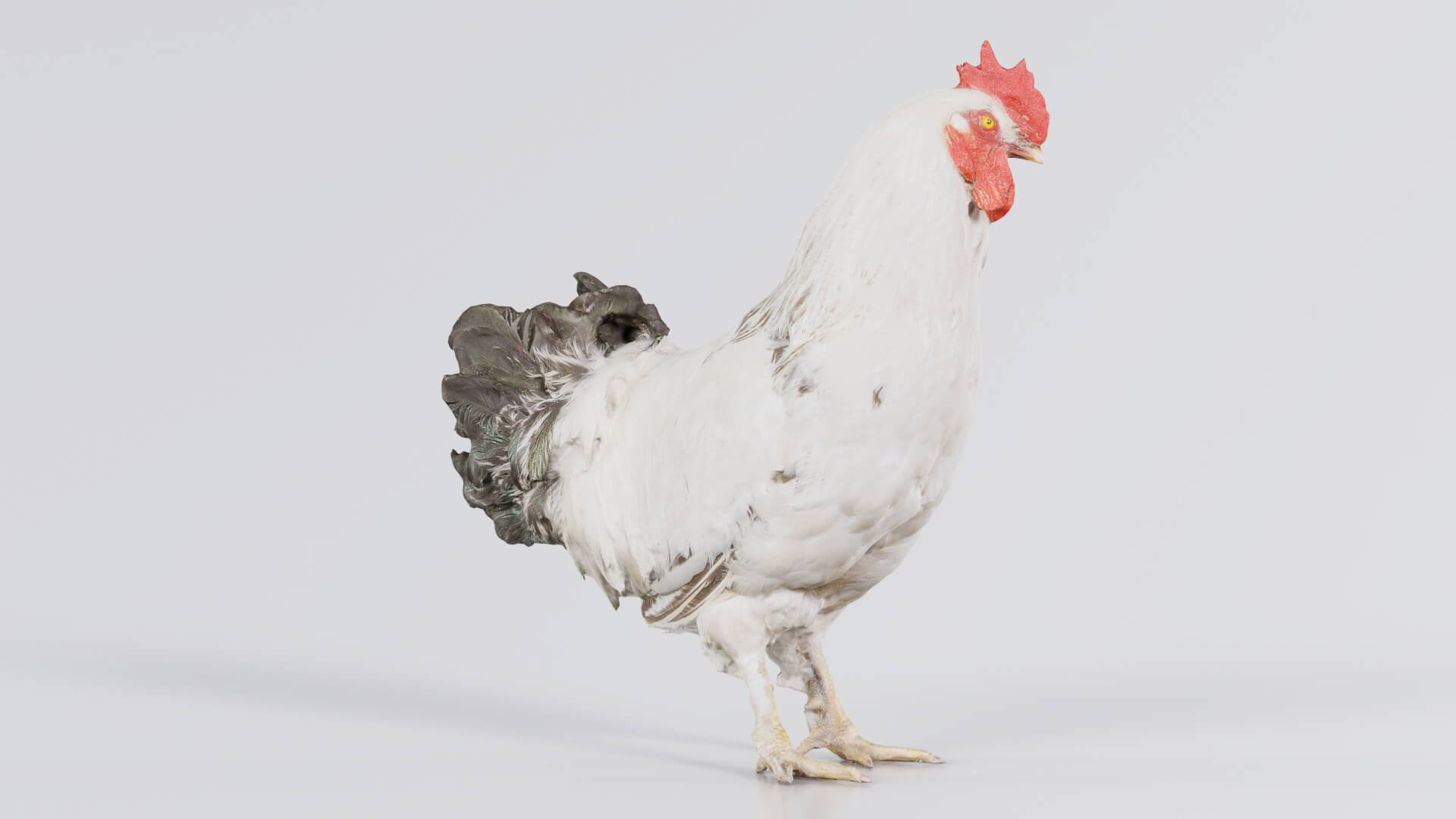 Brahma Rooster - 3D Model by Polygonal Miniatures