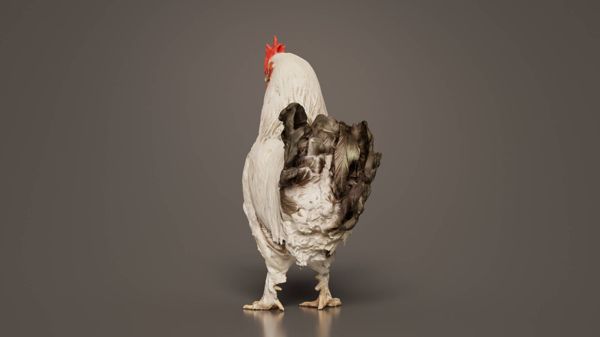 Brahma Rooster - 3D Model by Polygonal Miniatures
