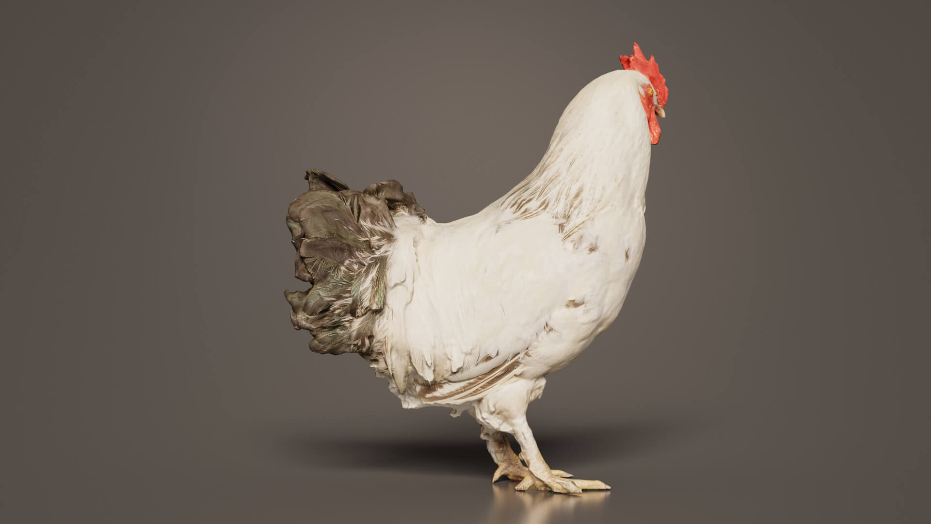 Brahma Rooster - 3D Model by Polygonal Miniatures