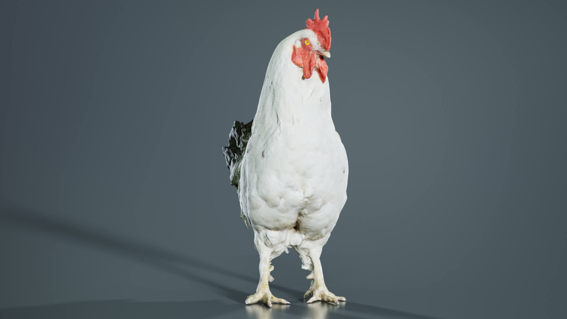 Brahma Rooster - 3D Model by Polygonal Miniatures