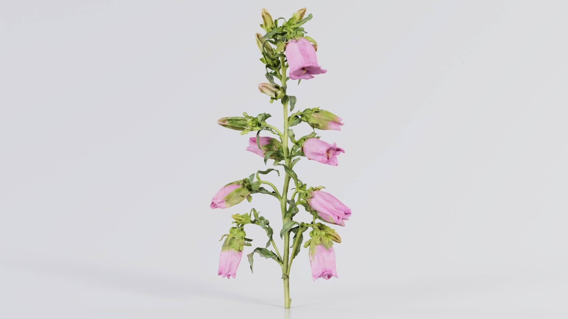 Canterbury Bellflower Campanula Medium - 3D Model by Polygonal Miniatures