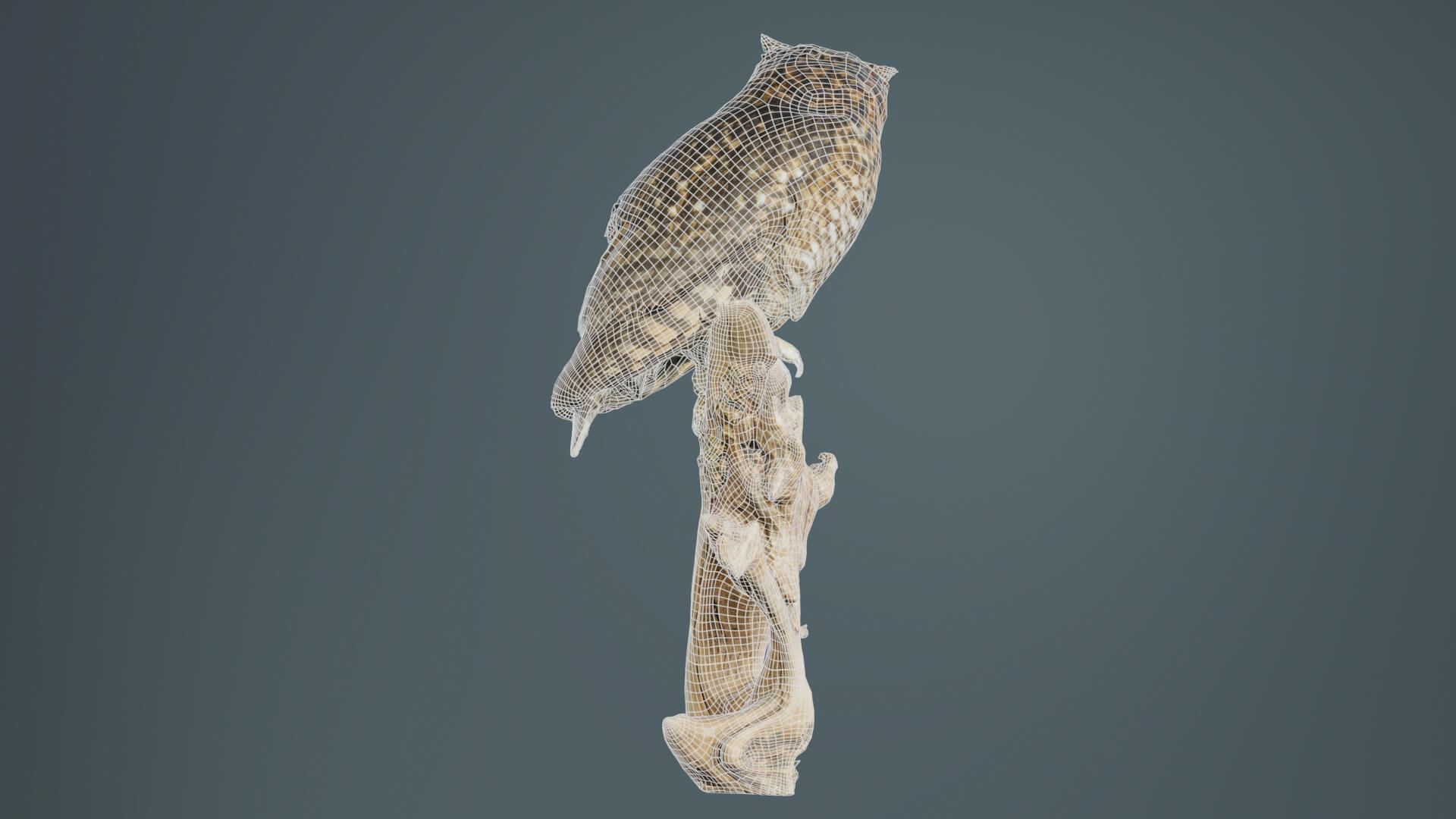 Cape Eagle Owl Bubo Capensis Strigidae - 3D Model by Polygonal Miniatures