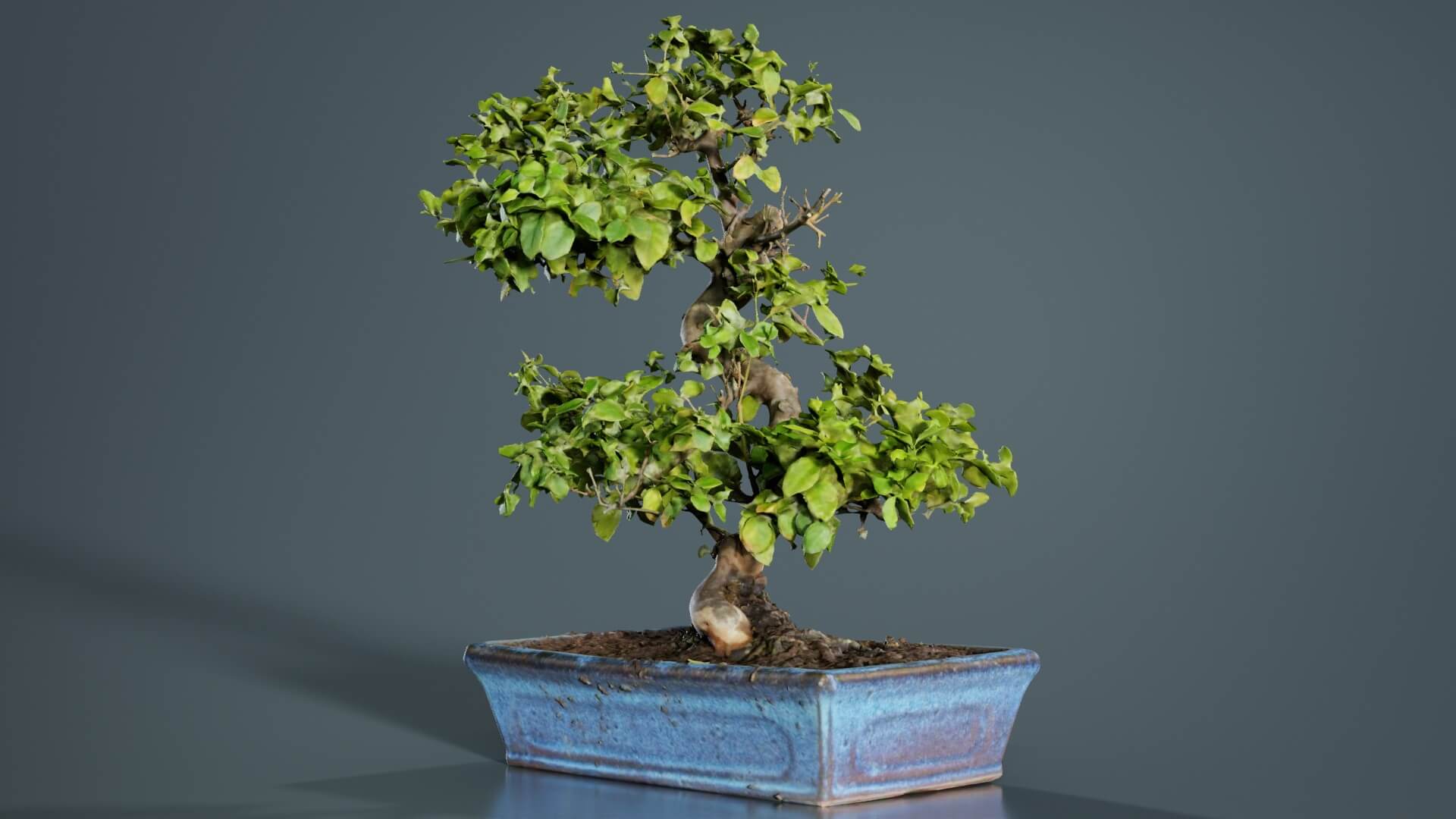 Carmona Bonsai Tree Carmonas Carmona Microphylla - 3D Model by ...
