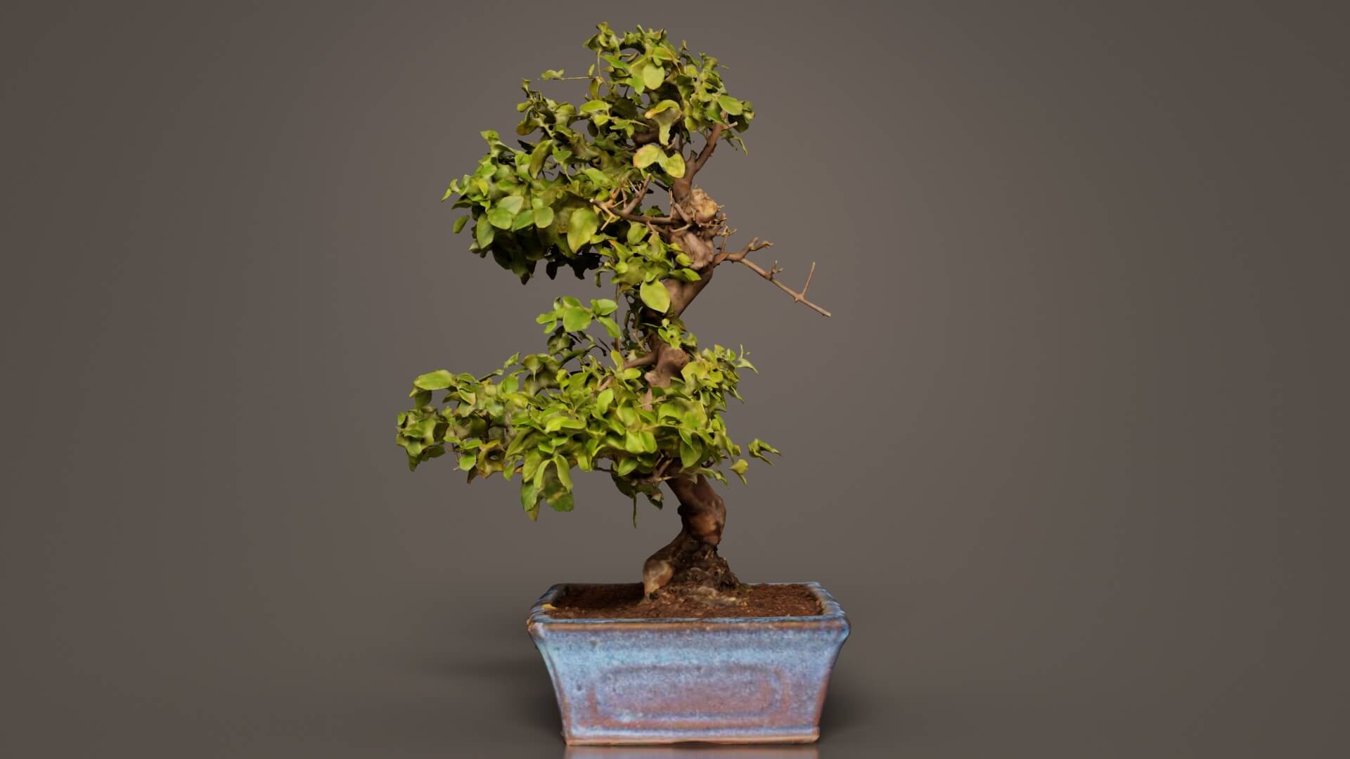 Carmona Bonsai Tree Carmonas Carmona Microphylla - 3D Model by ...