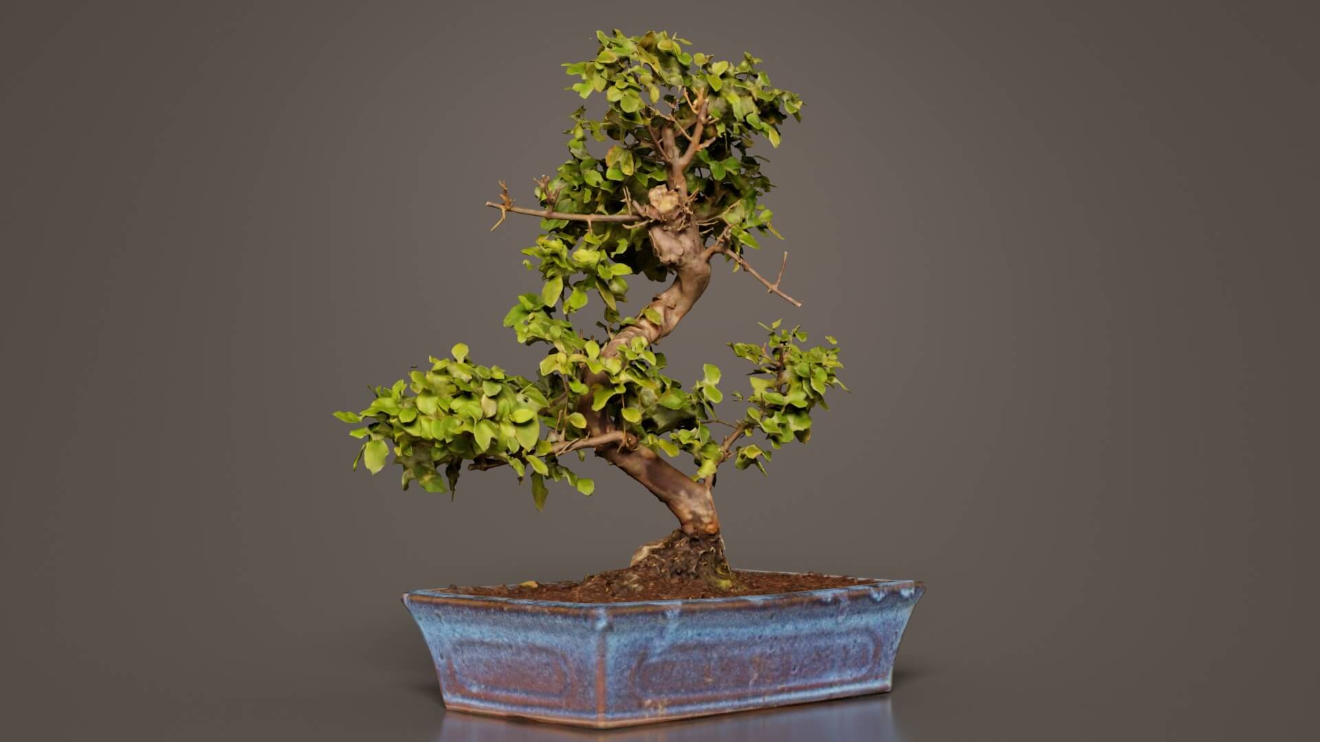 Carmona Bonsai Tree Carmonas Carmona Microphylla - 3D Model by ...