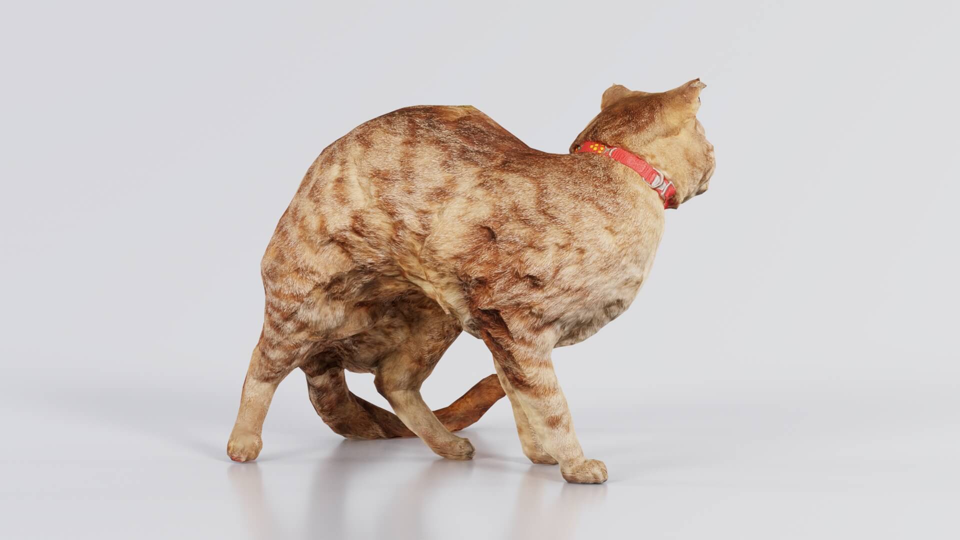 Domestic Cat - 3D Model by Polygonal Miniatures