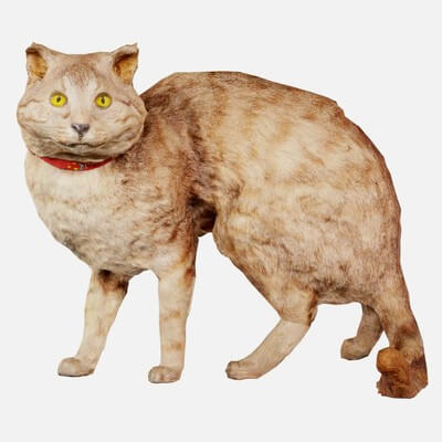 Domestic Cat - 3D Model by Polygonal Miniatures