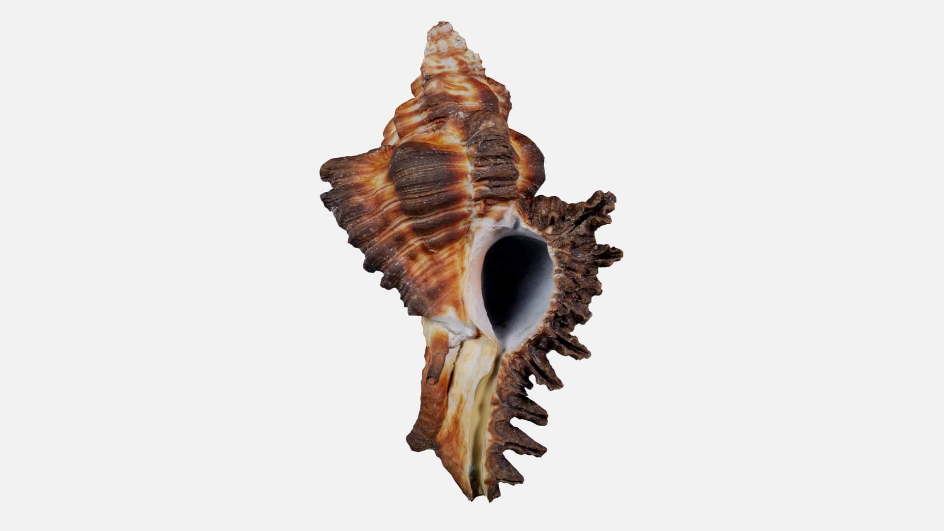 Chicoreus Banksii Brown Mollusk Sea Shell - 3D Model by Polygonal ...