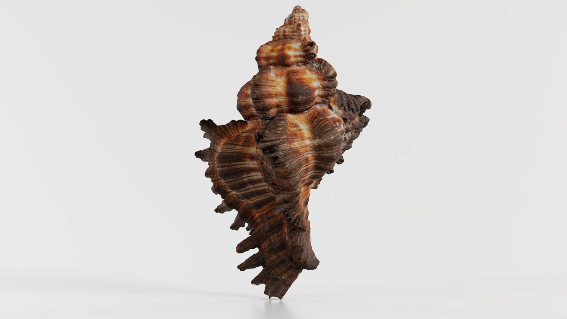 Chicoreus Banksii Brown Mollusk Sea Shell - 3D Model by Polygonal ...