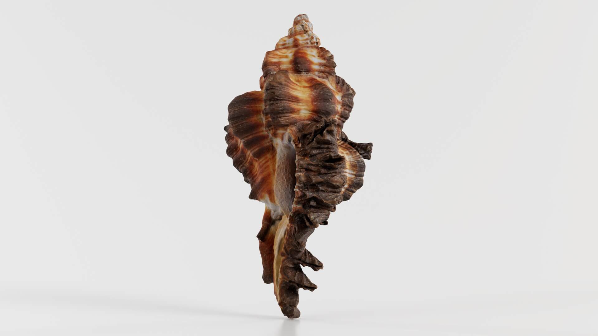 Chicoreus Banksii Brown Mollusk Sea Shell - 3D Model by Polygonal ...