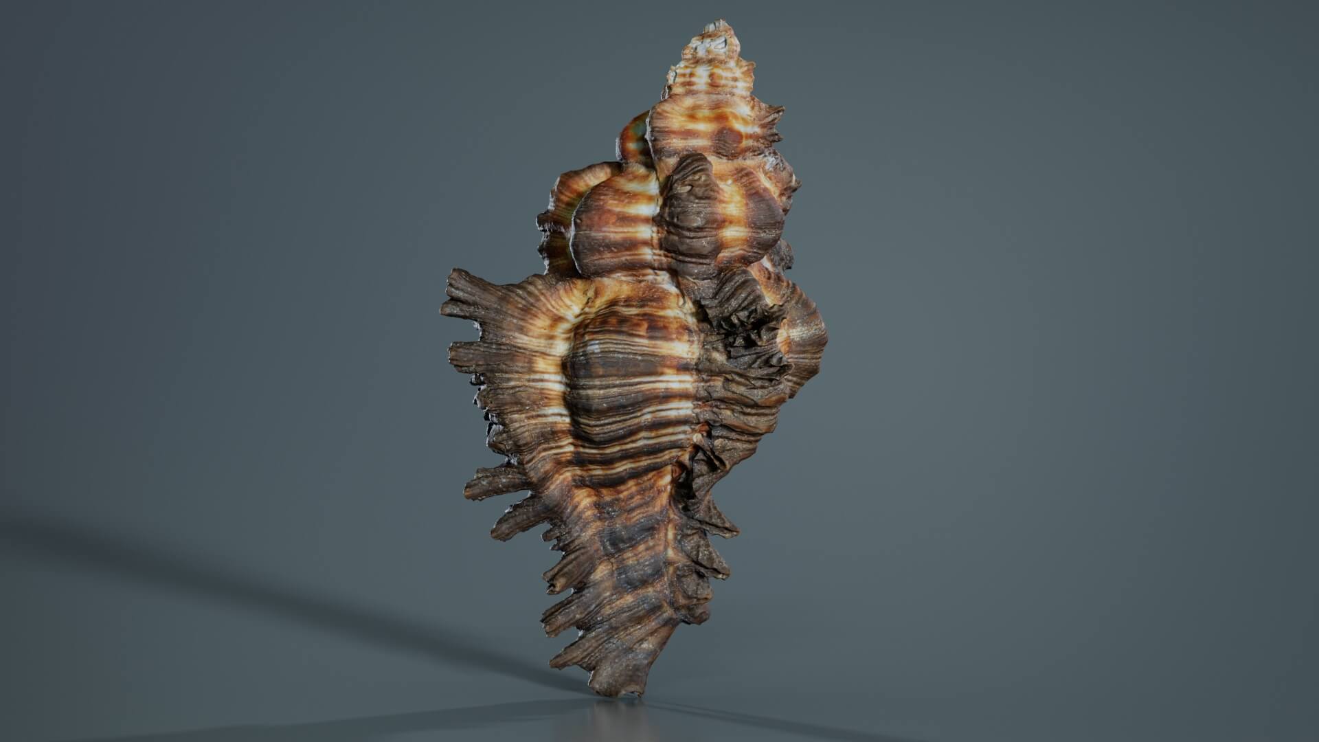Chicoreus Banksii Brown Mollusk Sea Shell - 3D Model by Polygonal ...