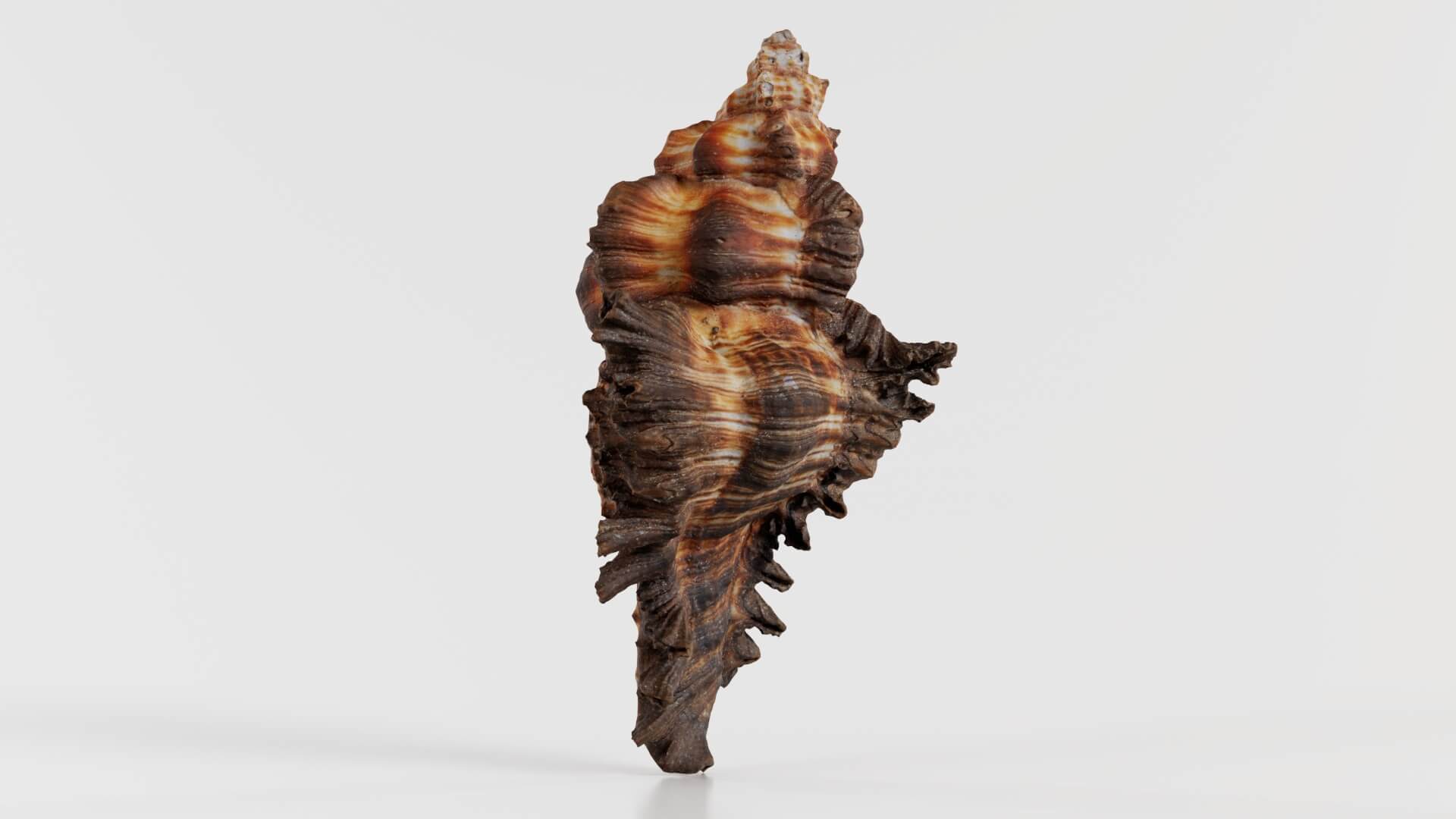 Chicoreus Banksii Brown Mollusk Sea Shell - 3D Model by Polygonal ...