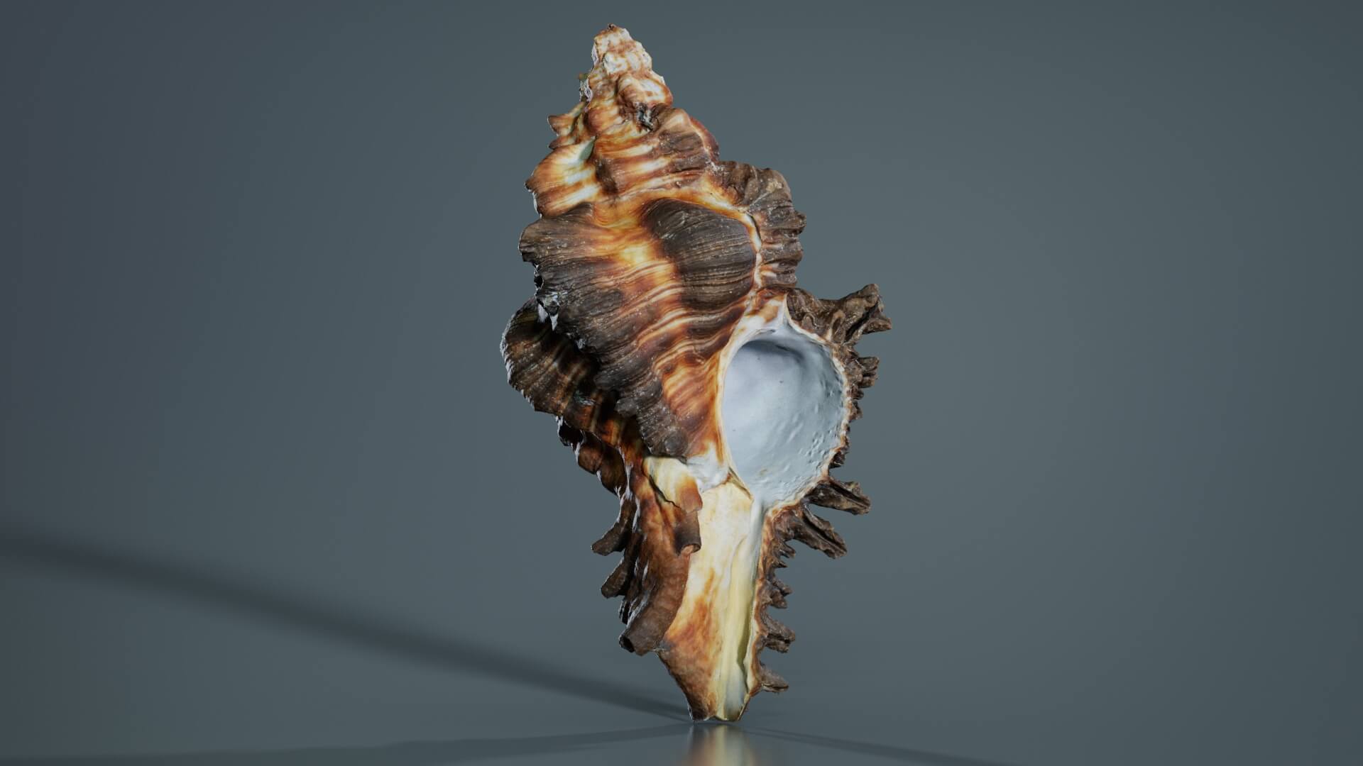 Chicoreus Banksii Brown Mollusk Sea Shell - 3D Model by Polygonal ...