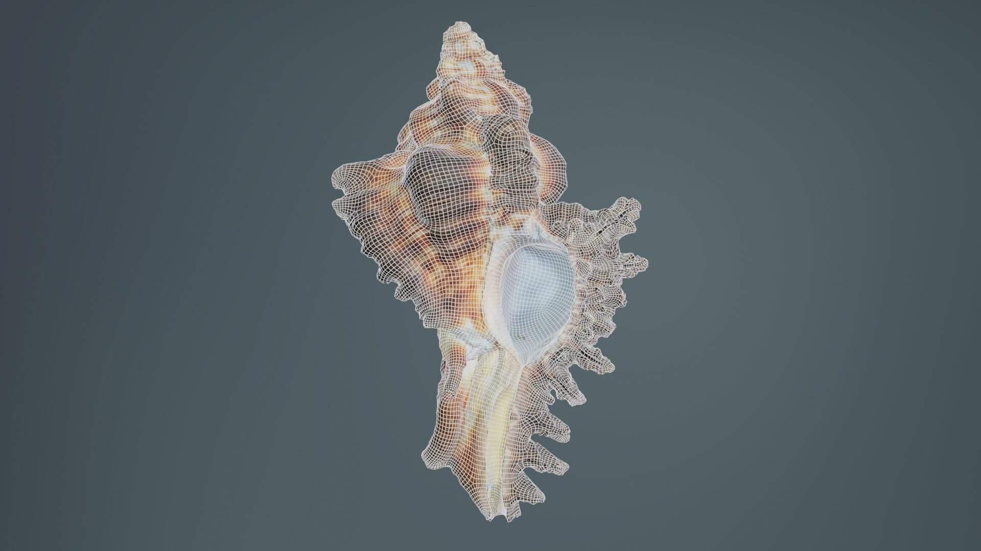 Chicoreus Banksii Brown Mollusk Sea Shell - 3D Model by Polygonal ...