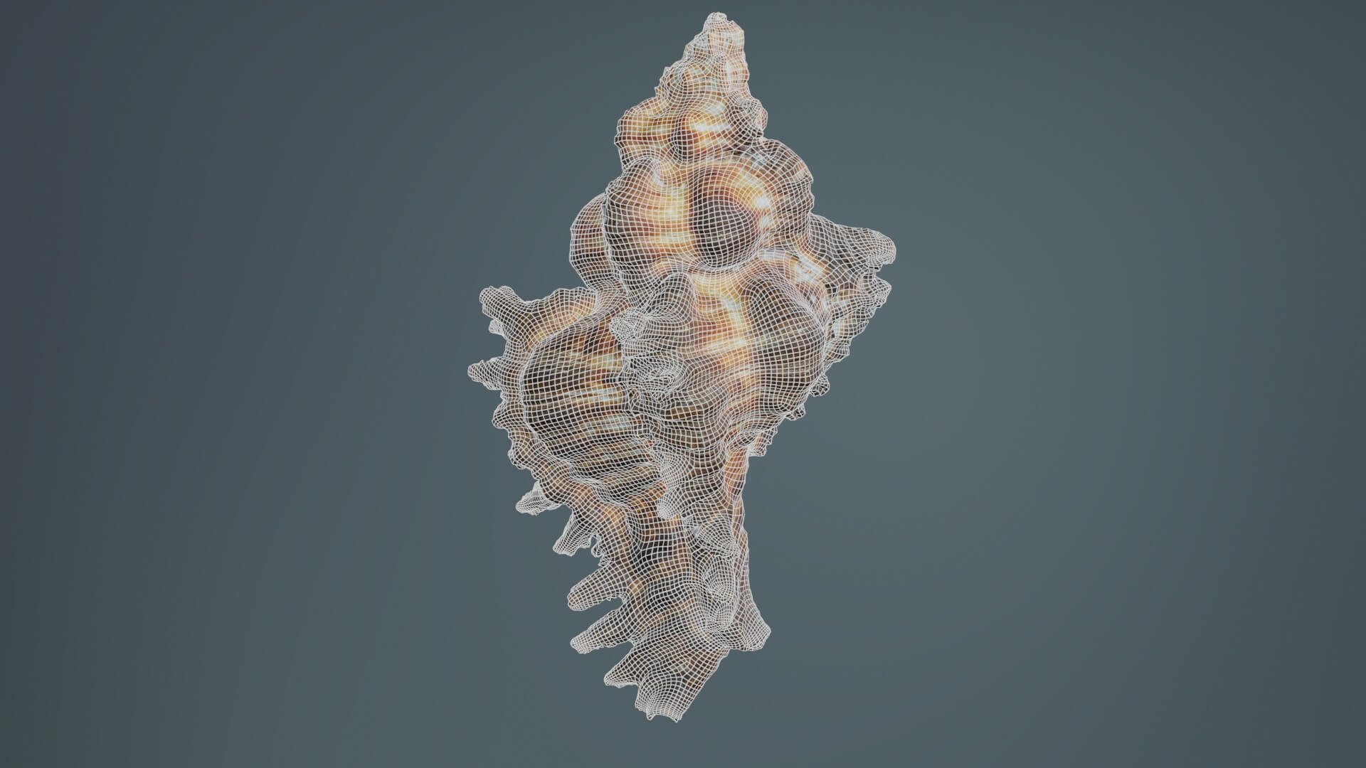 Chicoreus Banksii Brown Mollusk Sea Shell - 3D Model by Polygonal ...