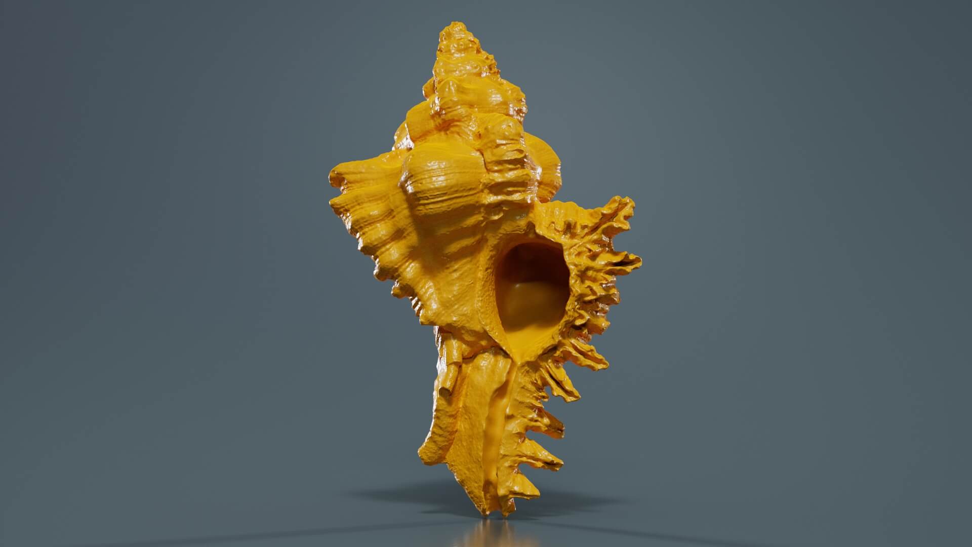 Chicoreus Banksii Brown Mollusk Sea Shell - 3D Model by Polygonal ...