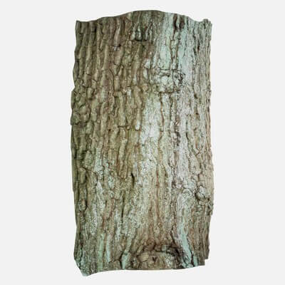 Circle Bark - 3D Model by Polygonal Miniatures