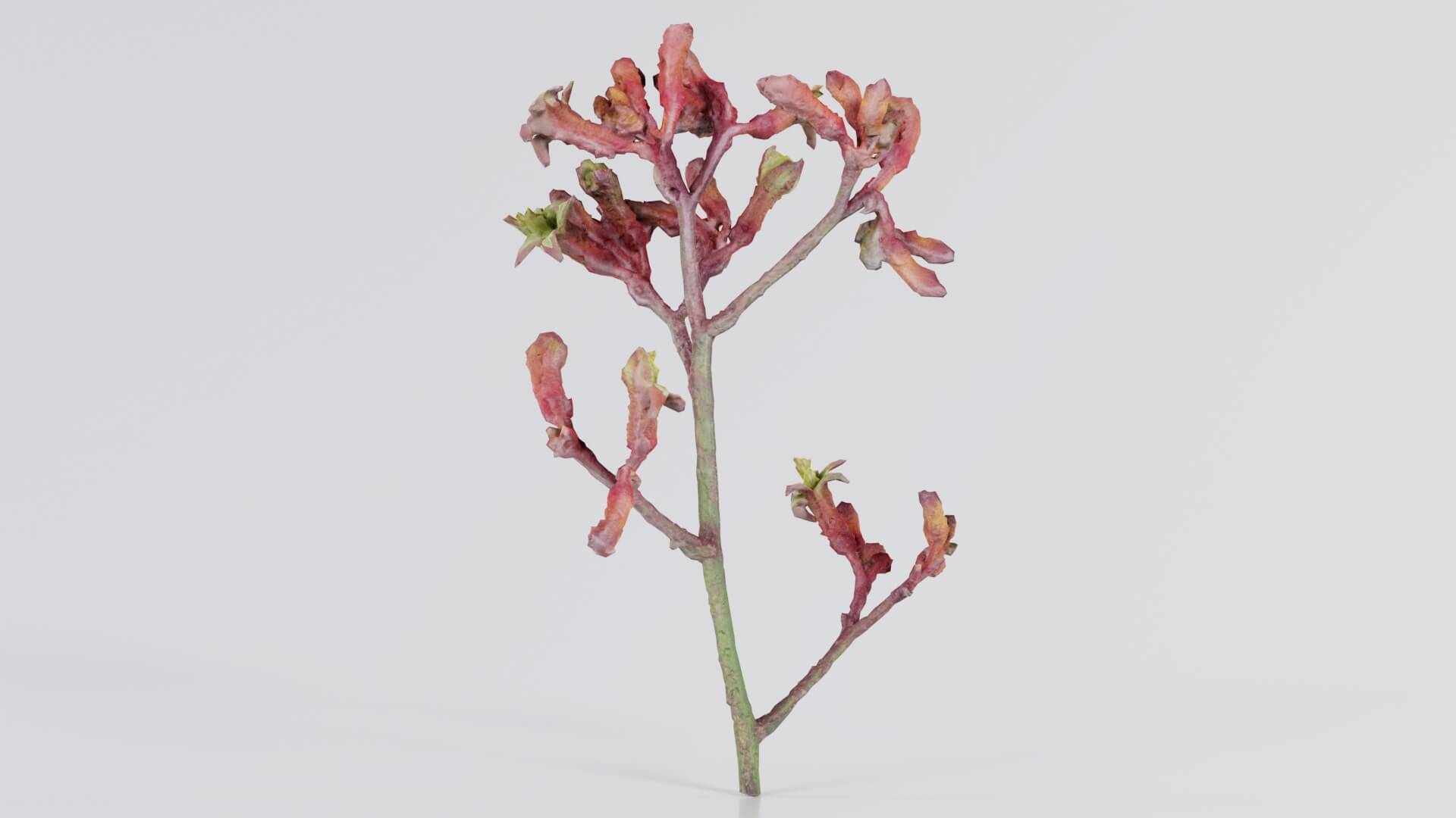 Close up Tall Kangaroo Paw Australian Sword Lily Anigozanthos Flavidus ...