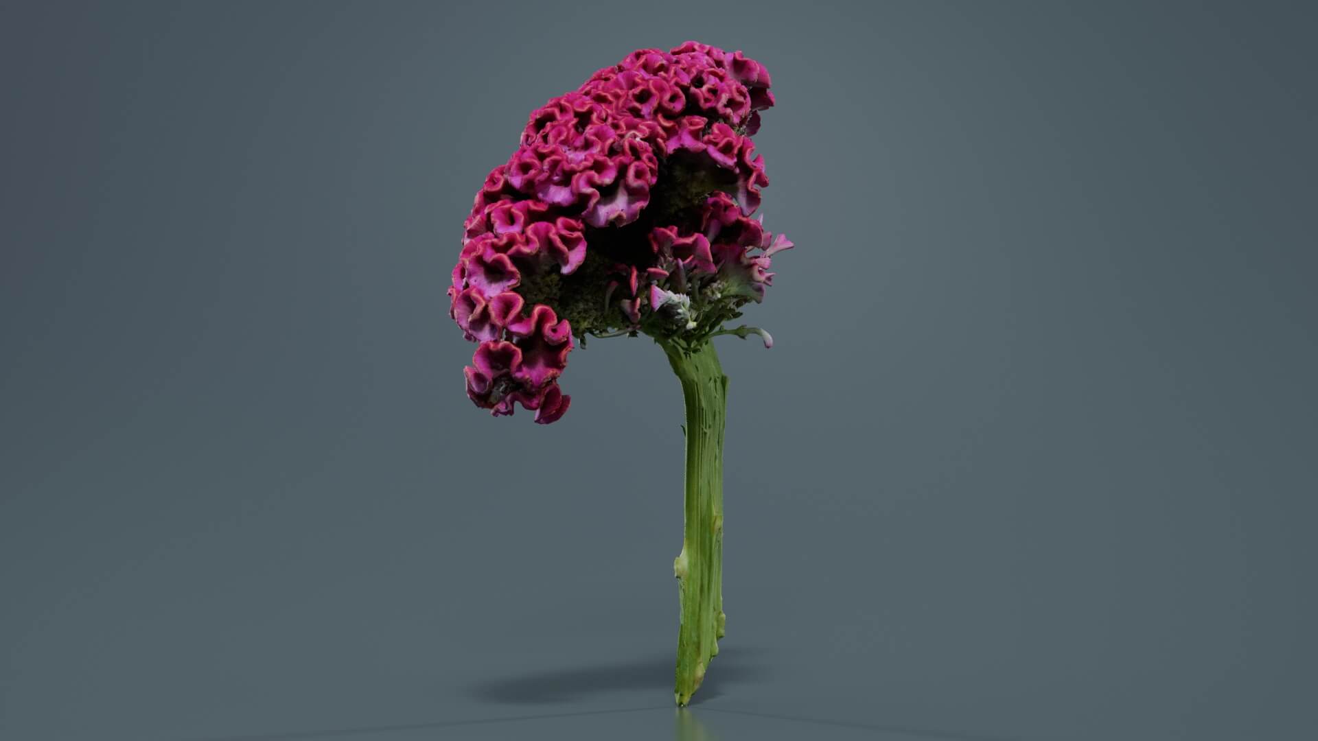 Cockscomb - 3D Model by Polygonal Miniatures
