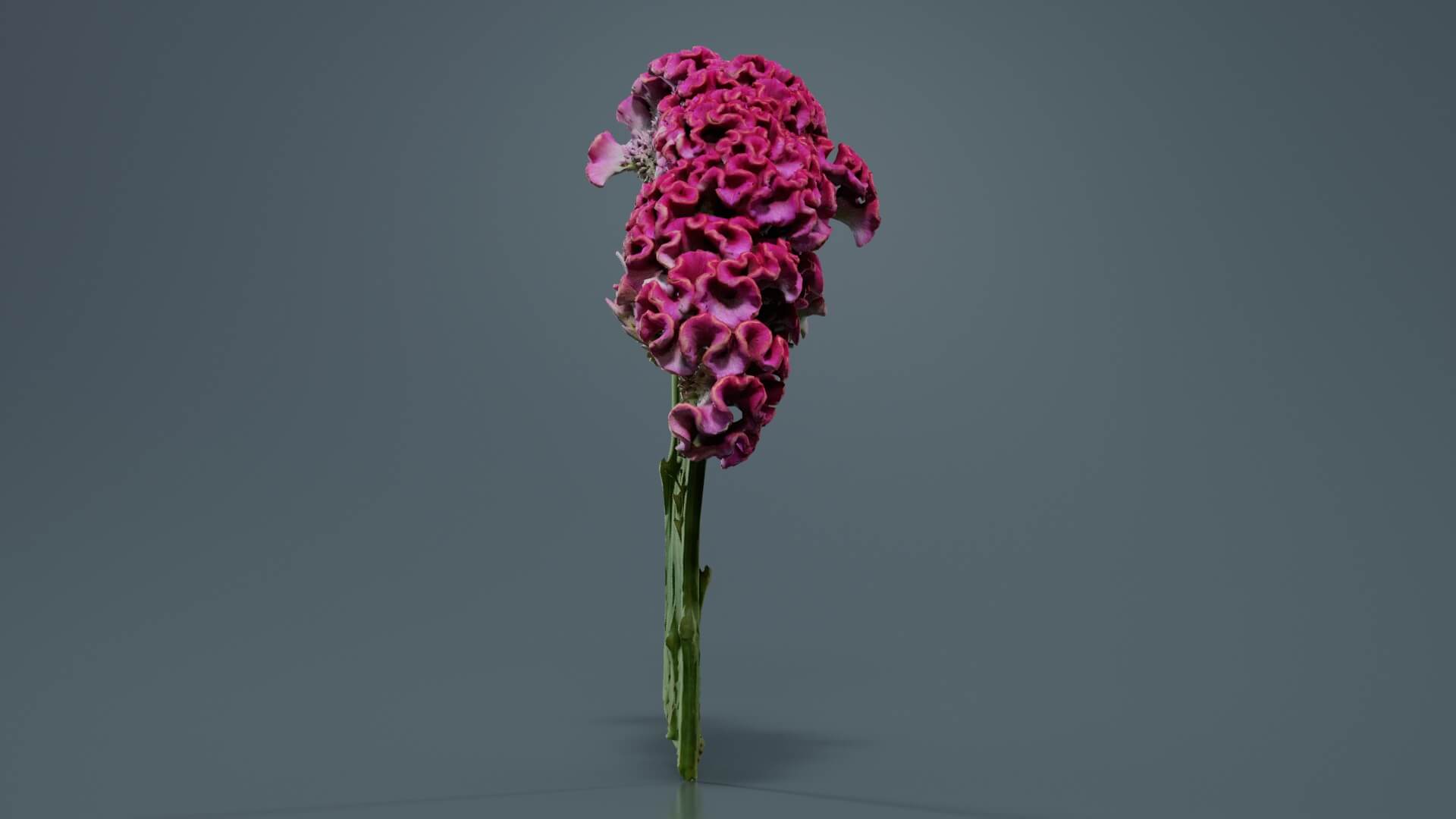 Cockscomb - 3D Model by Polygonal Miniatures